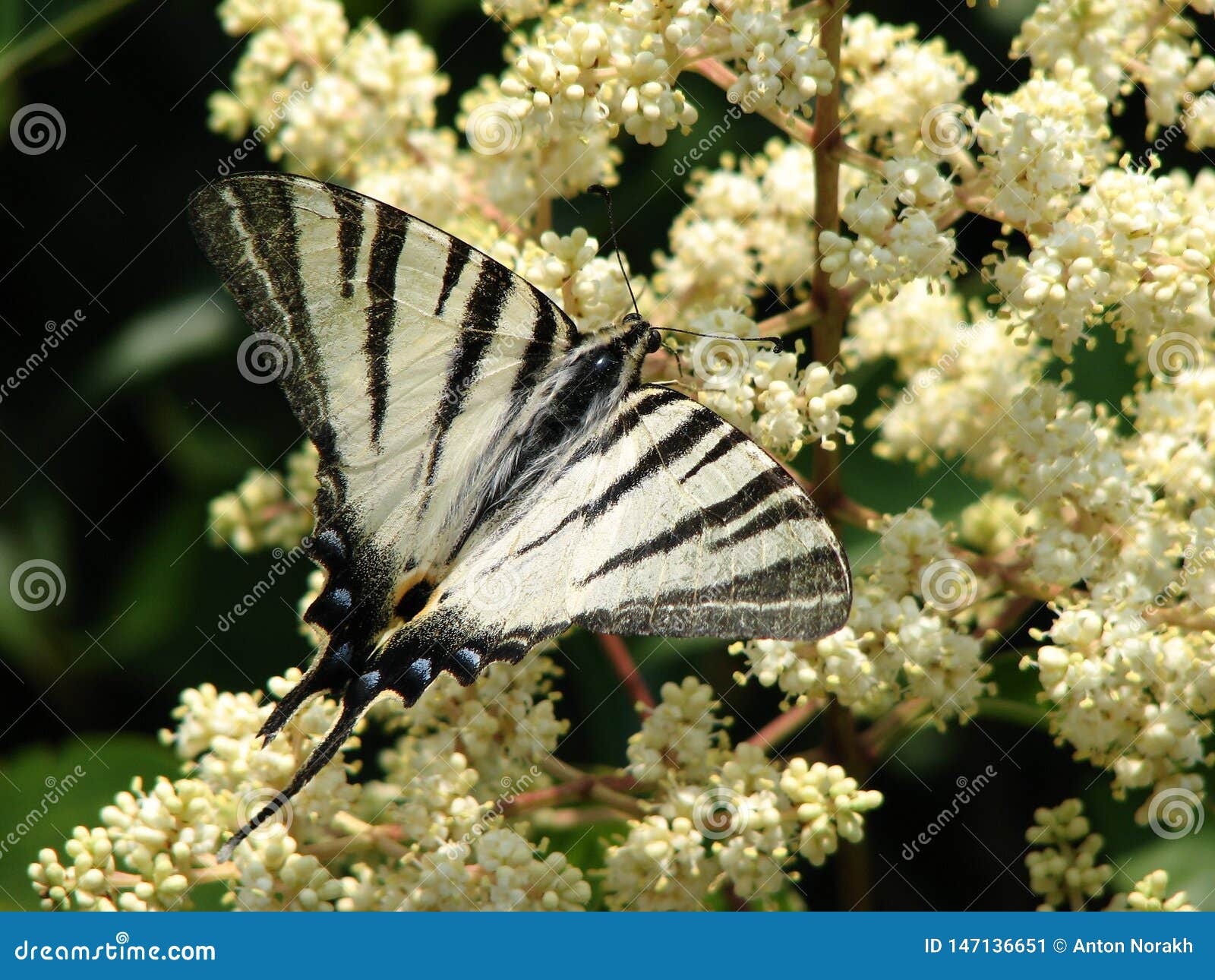 The Butterfly Feeds on Nectar Stock Image - Image of green, natural ...