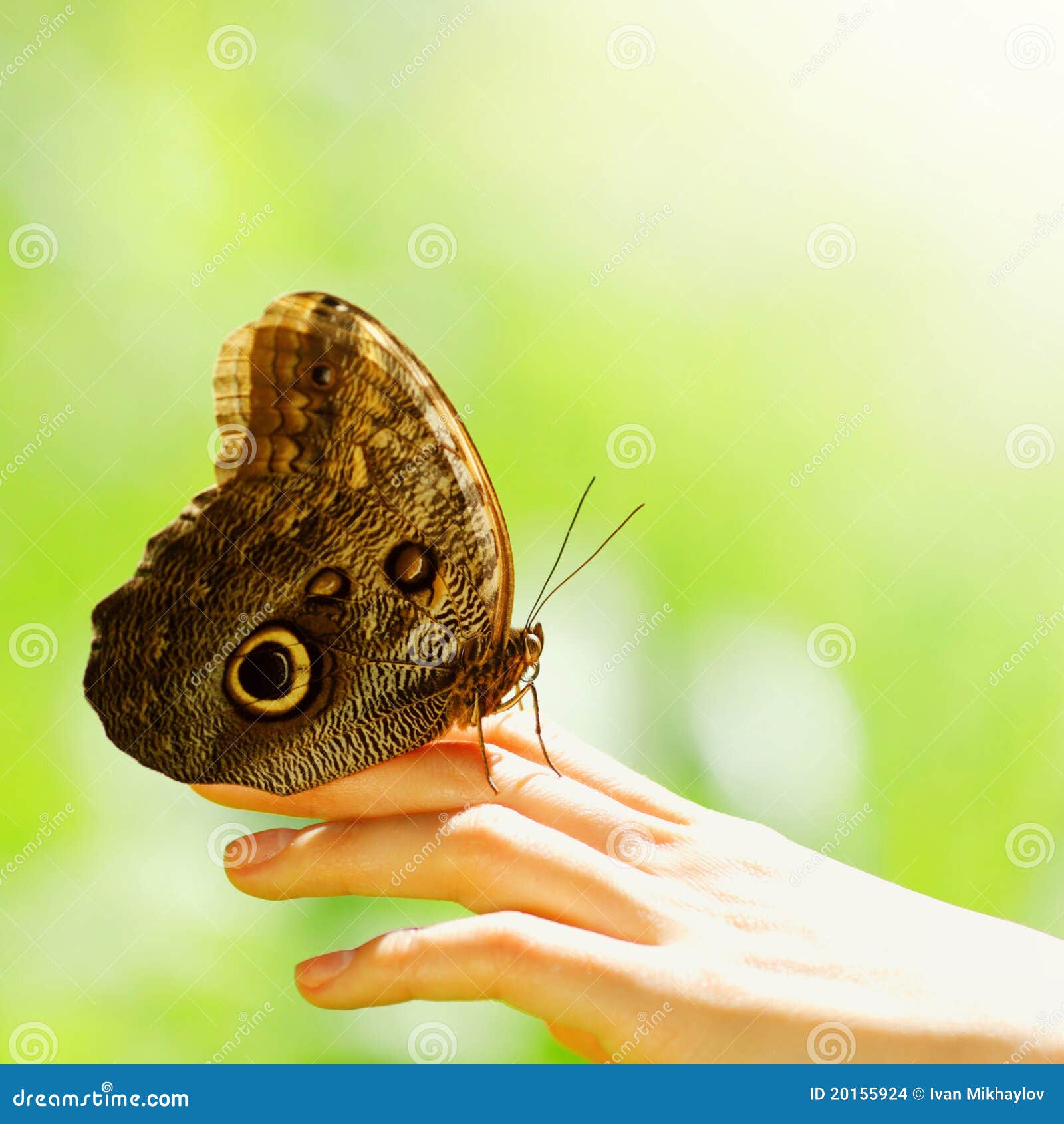 Butterfly on a female hand stock photo. Image of bokeh - 20155924