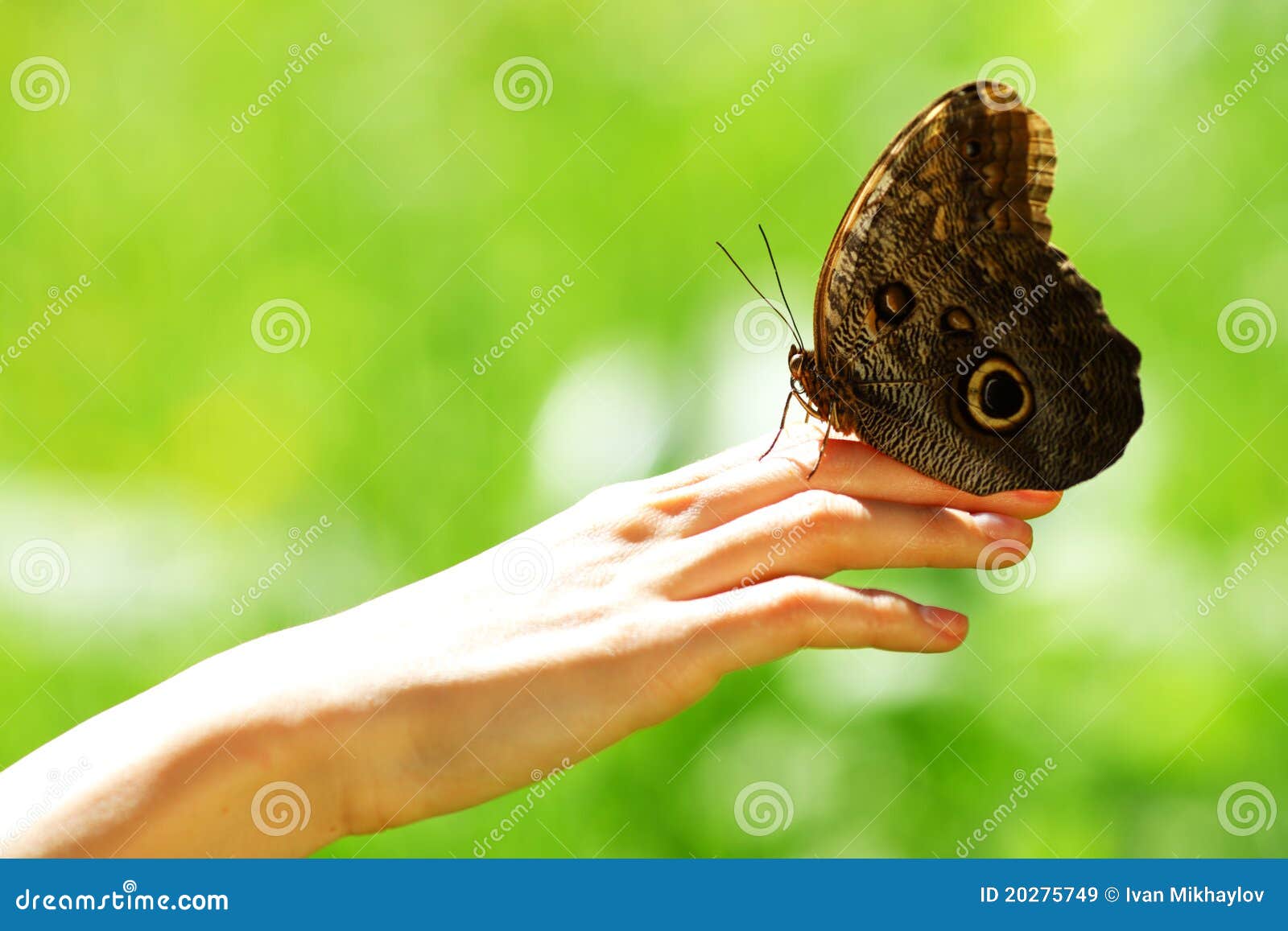 Butterfly on a female hand stock image. Image of insect - 20275749