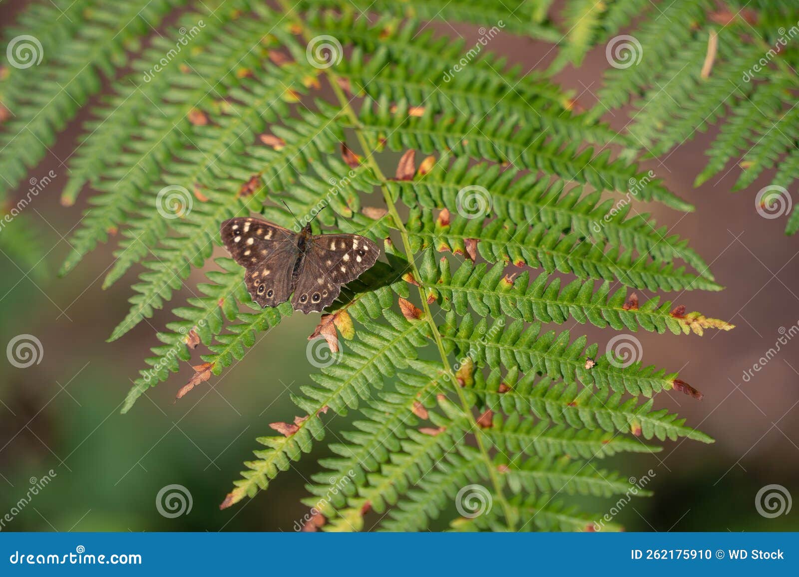 A butterfly on a fern leaf stock photo. Image of spring - 262175910