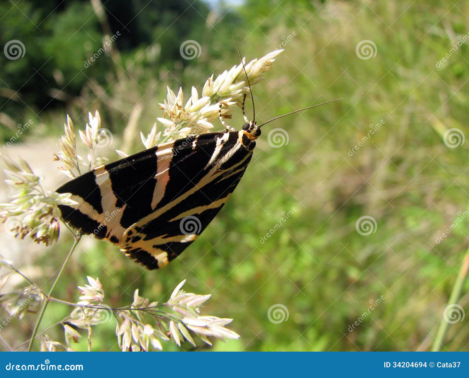 Butterfly stock photo. Image of butterfly, wildlife, garden - 34204694