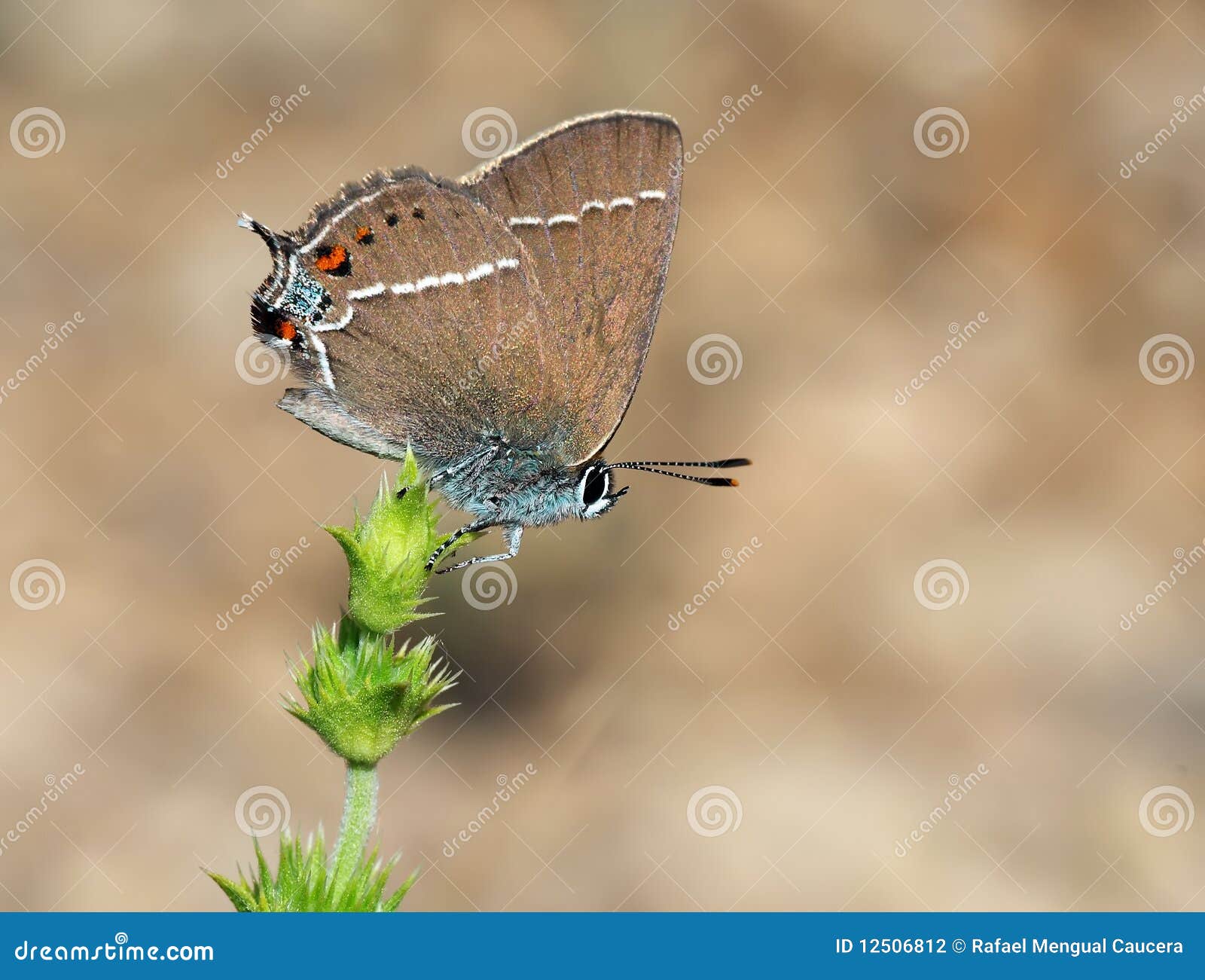 Butterfly in the field stock photo. Image of animal, insect - 12506812