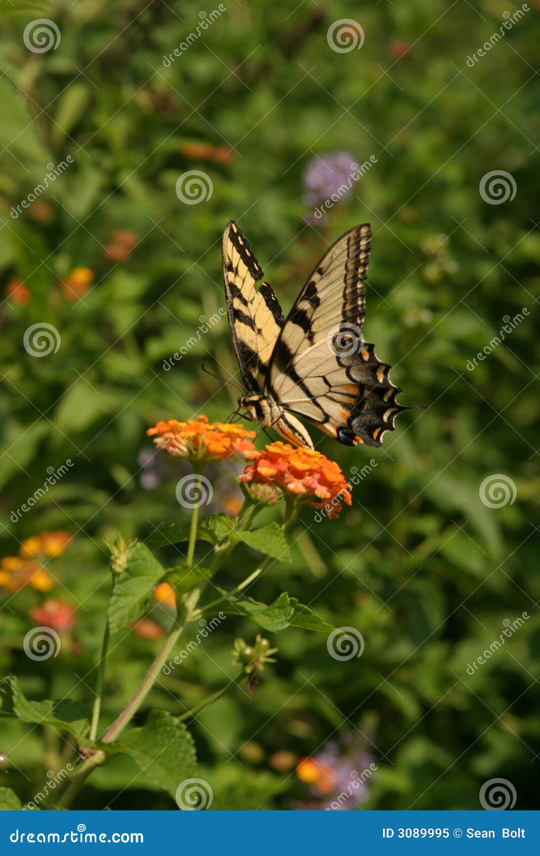 Butterfly in a field stock image. Image of migration, life - 3089995