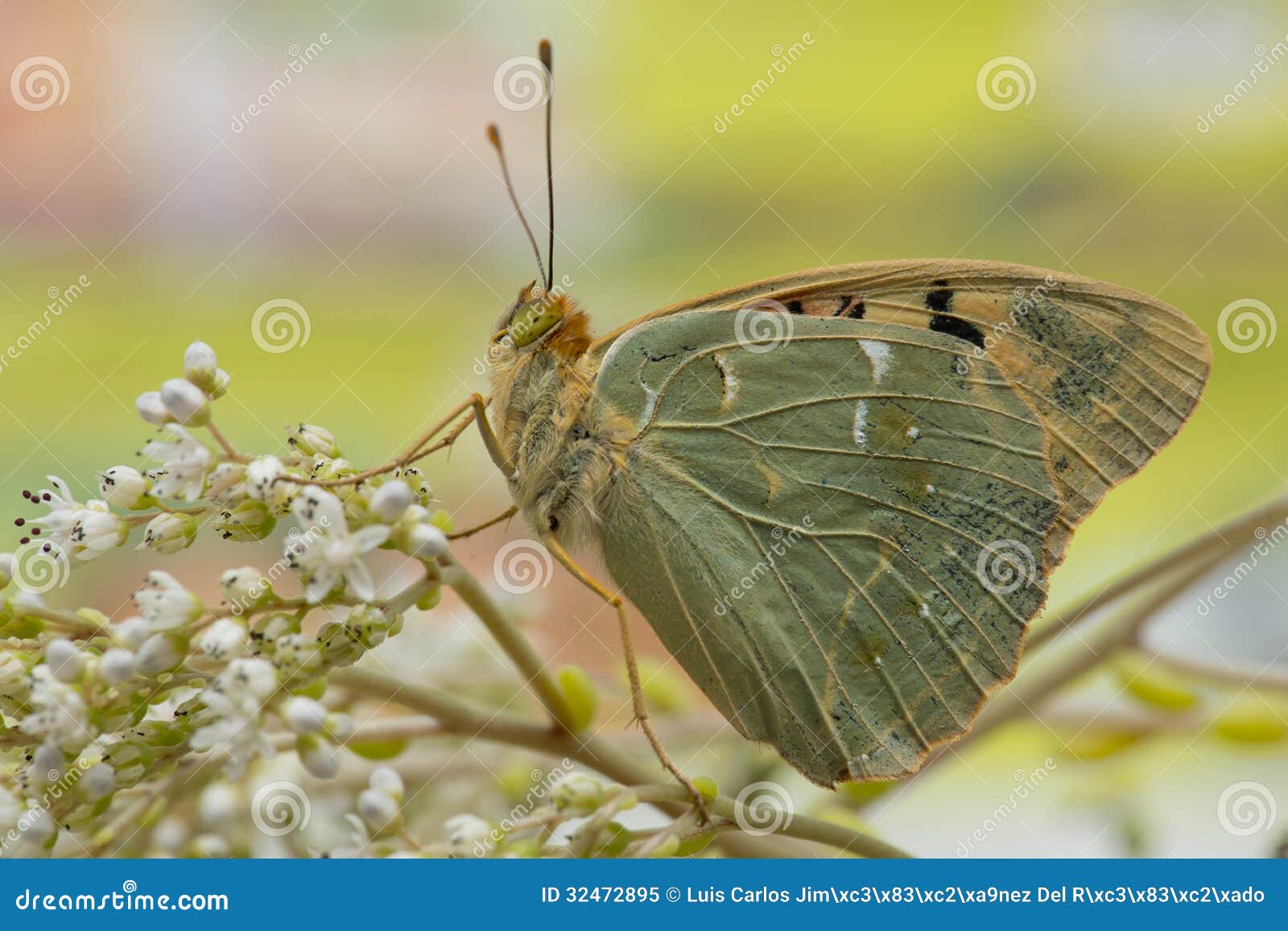 Butterfly in the field stock image. Image of season, green - 32472895