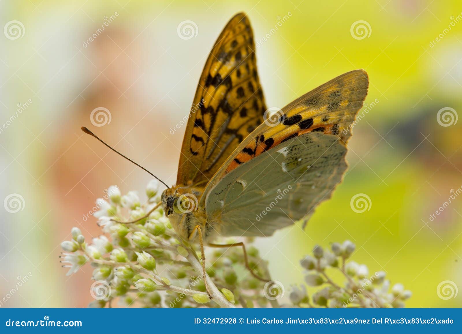 Butterfly in the field stock photo. Image of leaves, green - 32472928