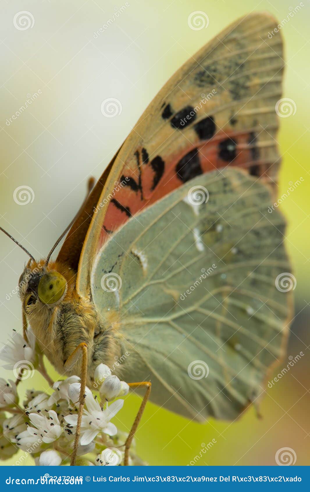 Butterfly in the field stock photo. Image of delicate - 32472948