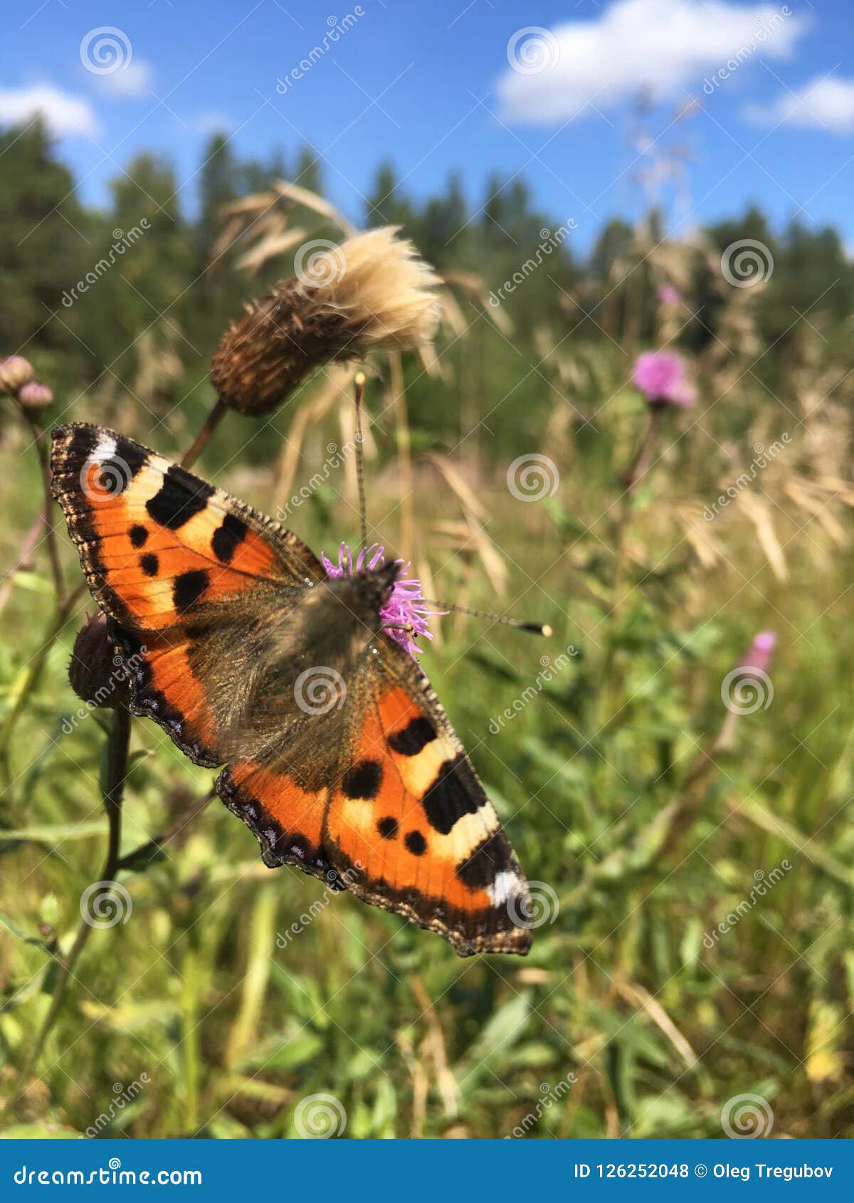 Butterfly in the field stock photo. Image of animal - 126252048