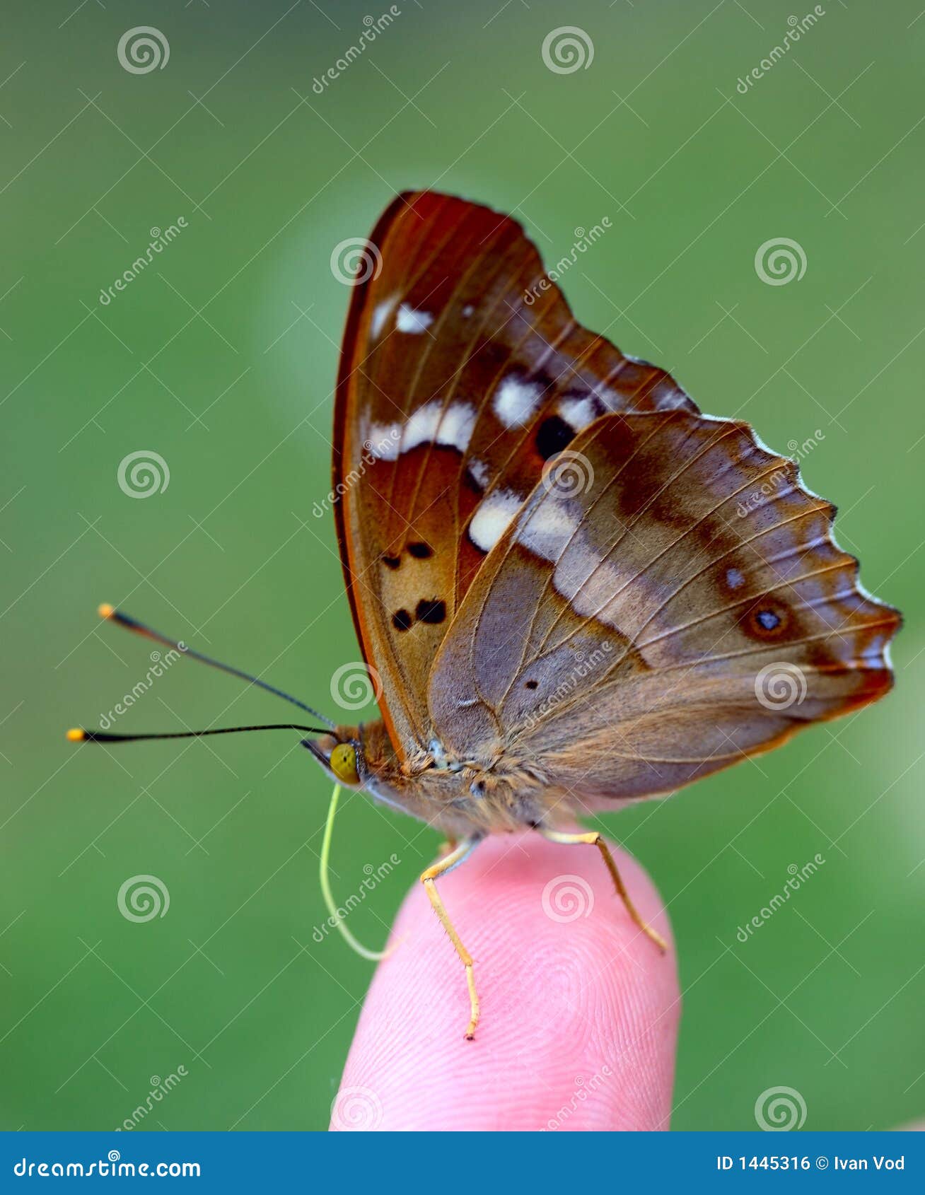A butterfly on a finger stock photo. Image of gentle, coloring - 1445316
