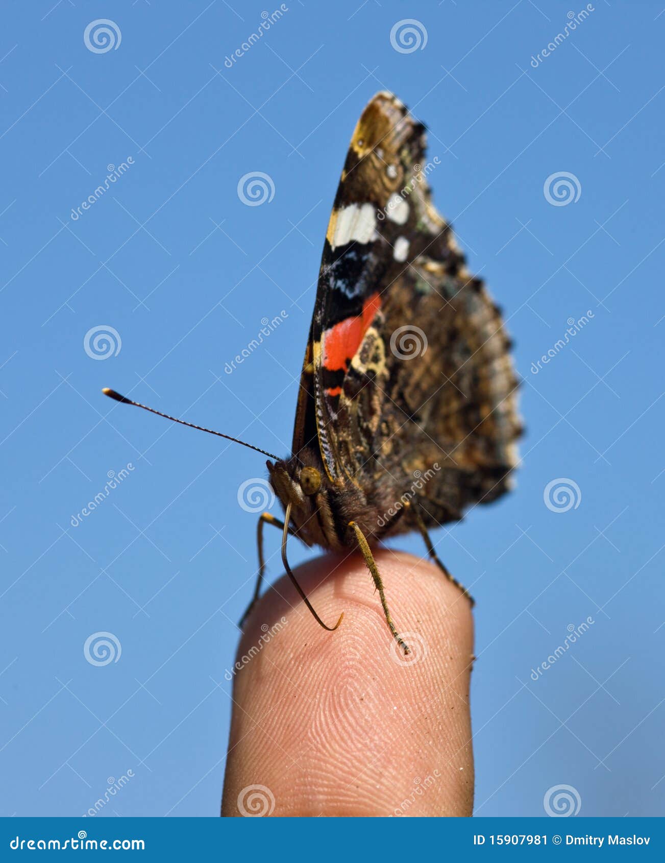The butterfly on a finger stock image. Image of beautiful - 15907981