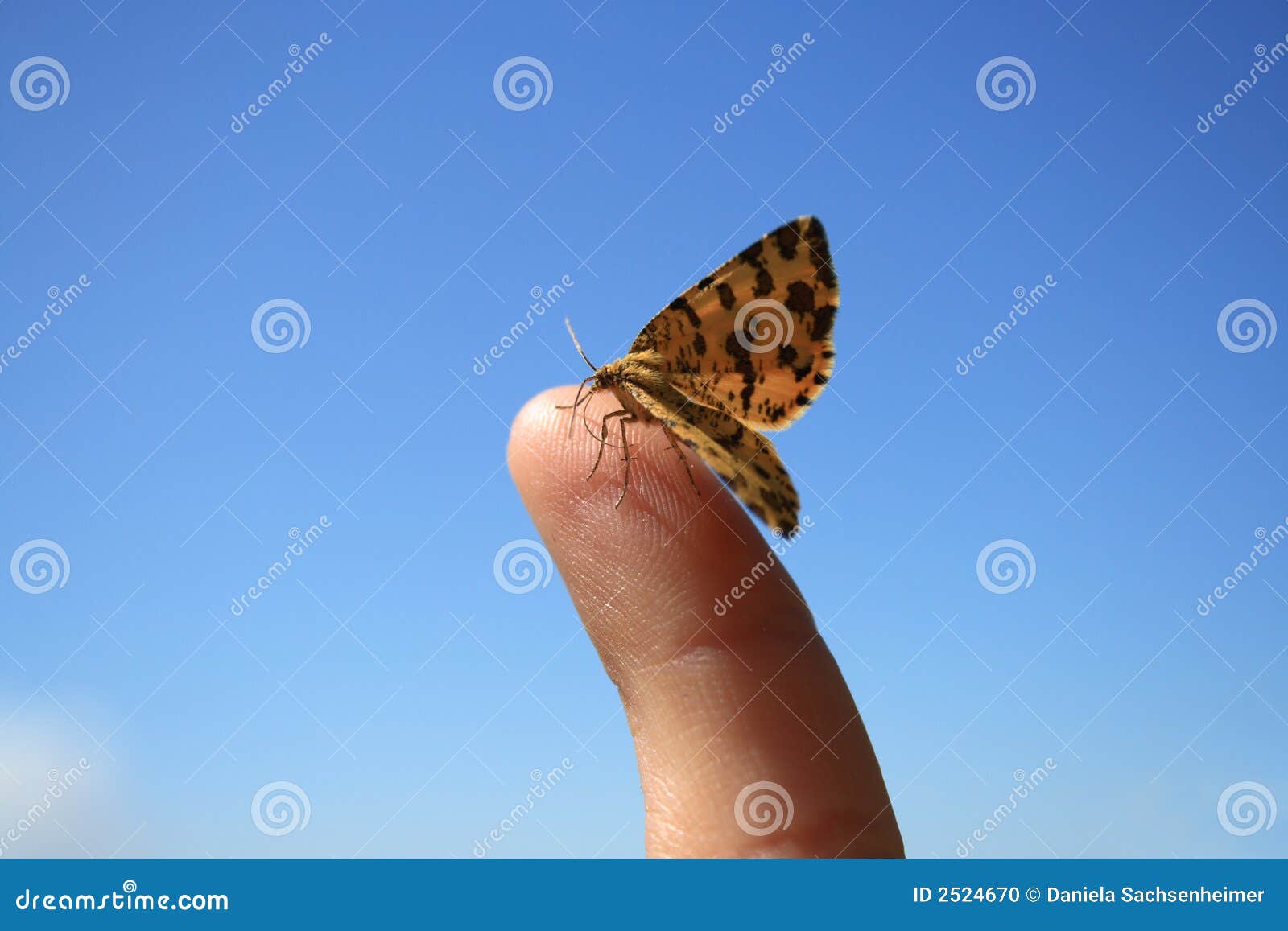 Butterfly on a finger stock photo. Image of coloring, graceful - 2524670