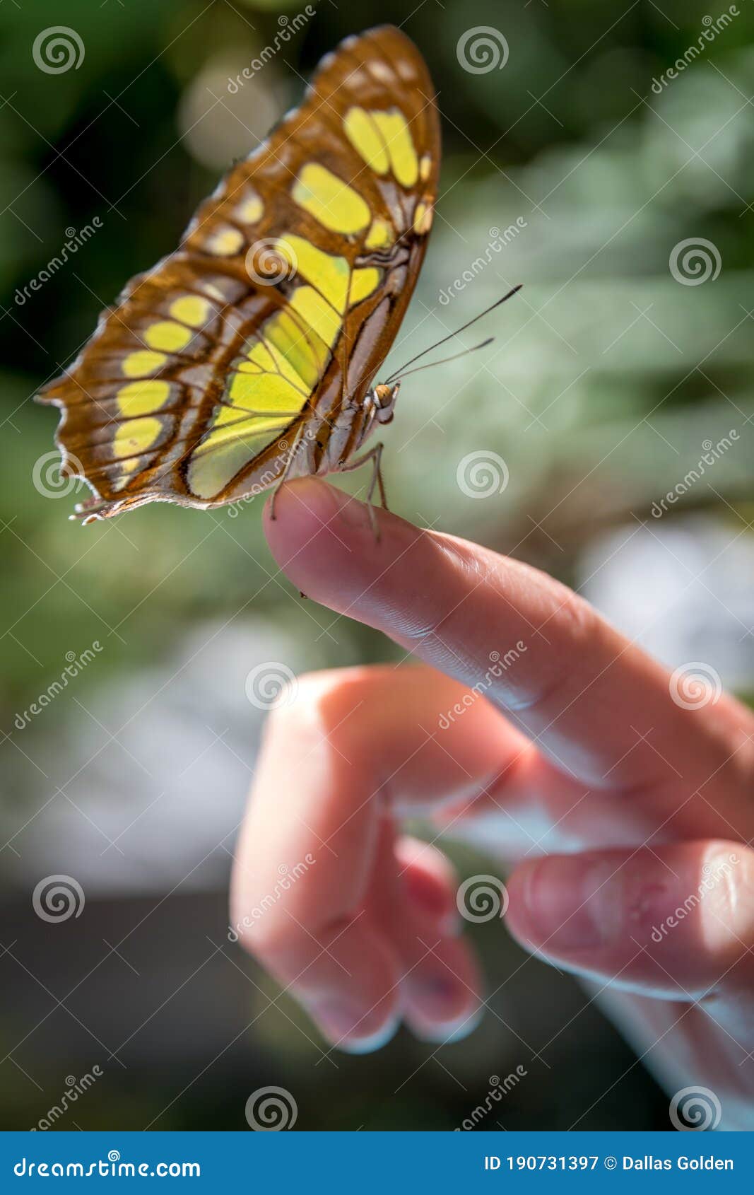Close Up of Butterfly on Finger Stock Image - Image of nature, finger ...