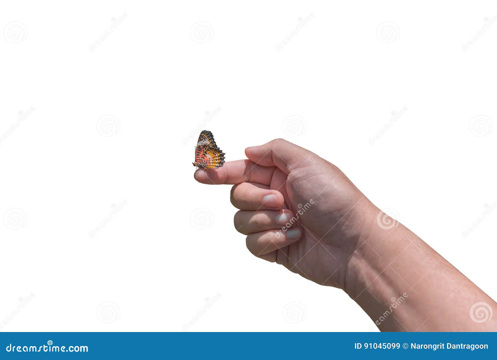 Butterfly on Finger in the Garden . Stock Image - Image of butterfly ...