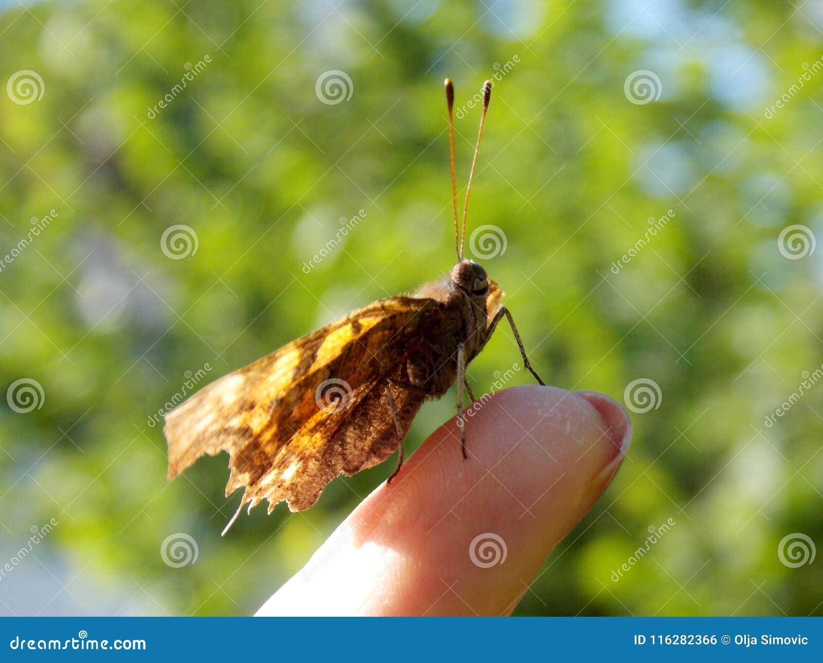 Butterfly on the Finger of the Hand Stock Photo - Image of horns, macro ...