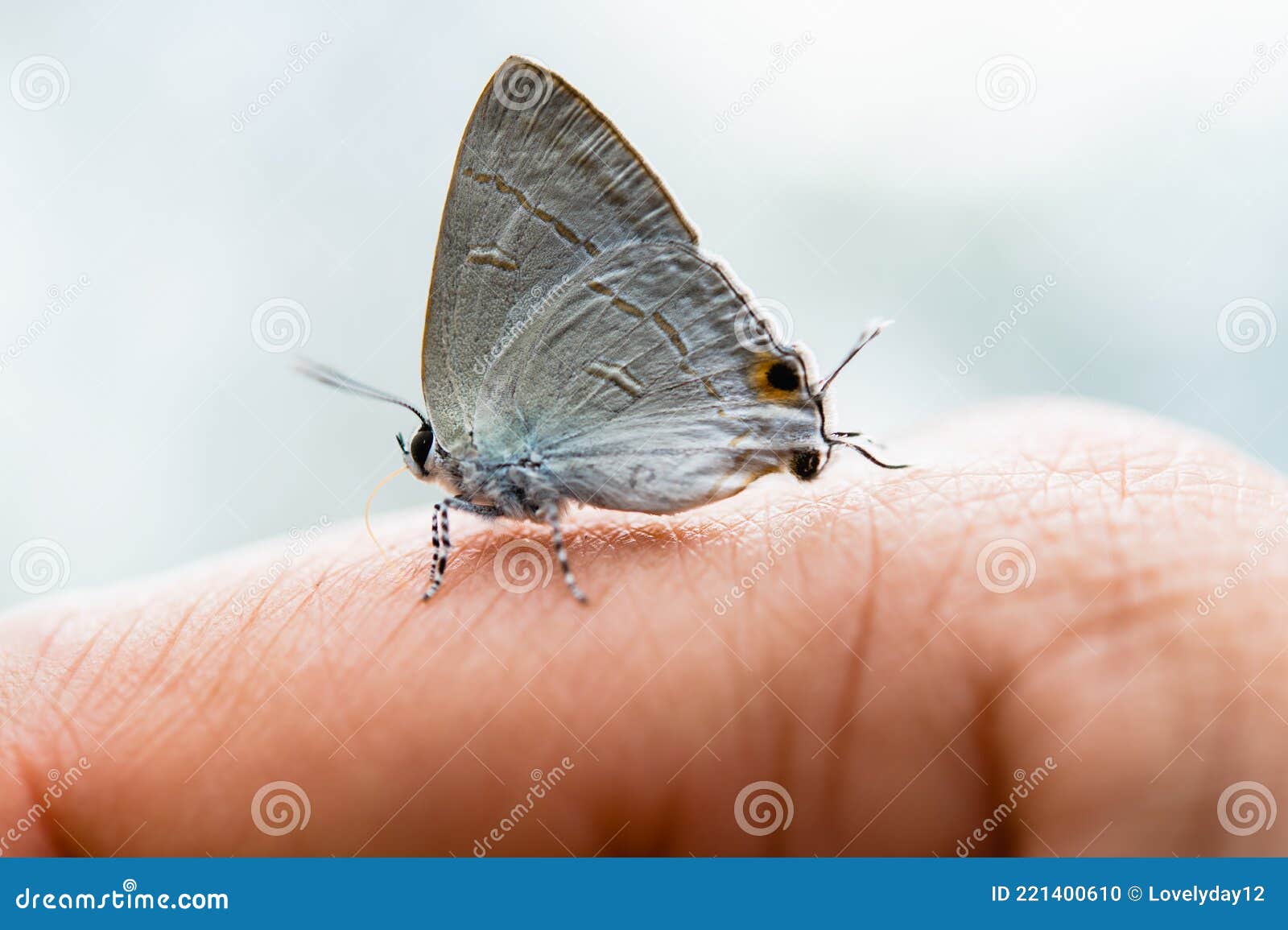 Butterfly on Finger Woman in Nature Stock Photo - Image of detail ...