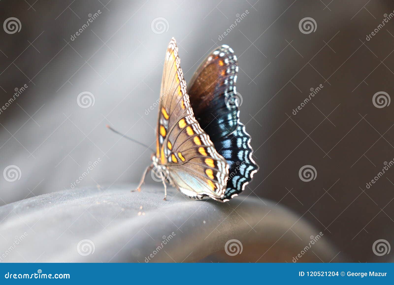 Fire And Ice Butterflies