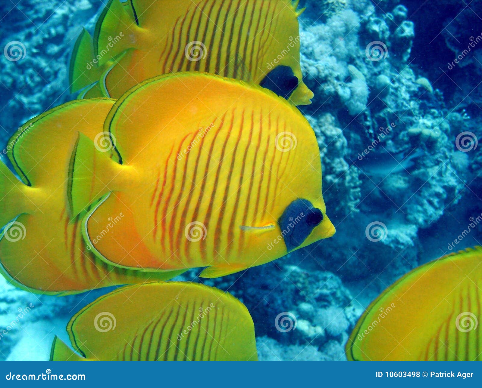 Butterfly fish stock photo. Image of movement, coral - 10603498