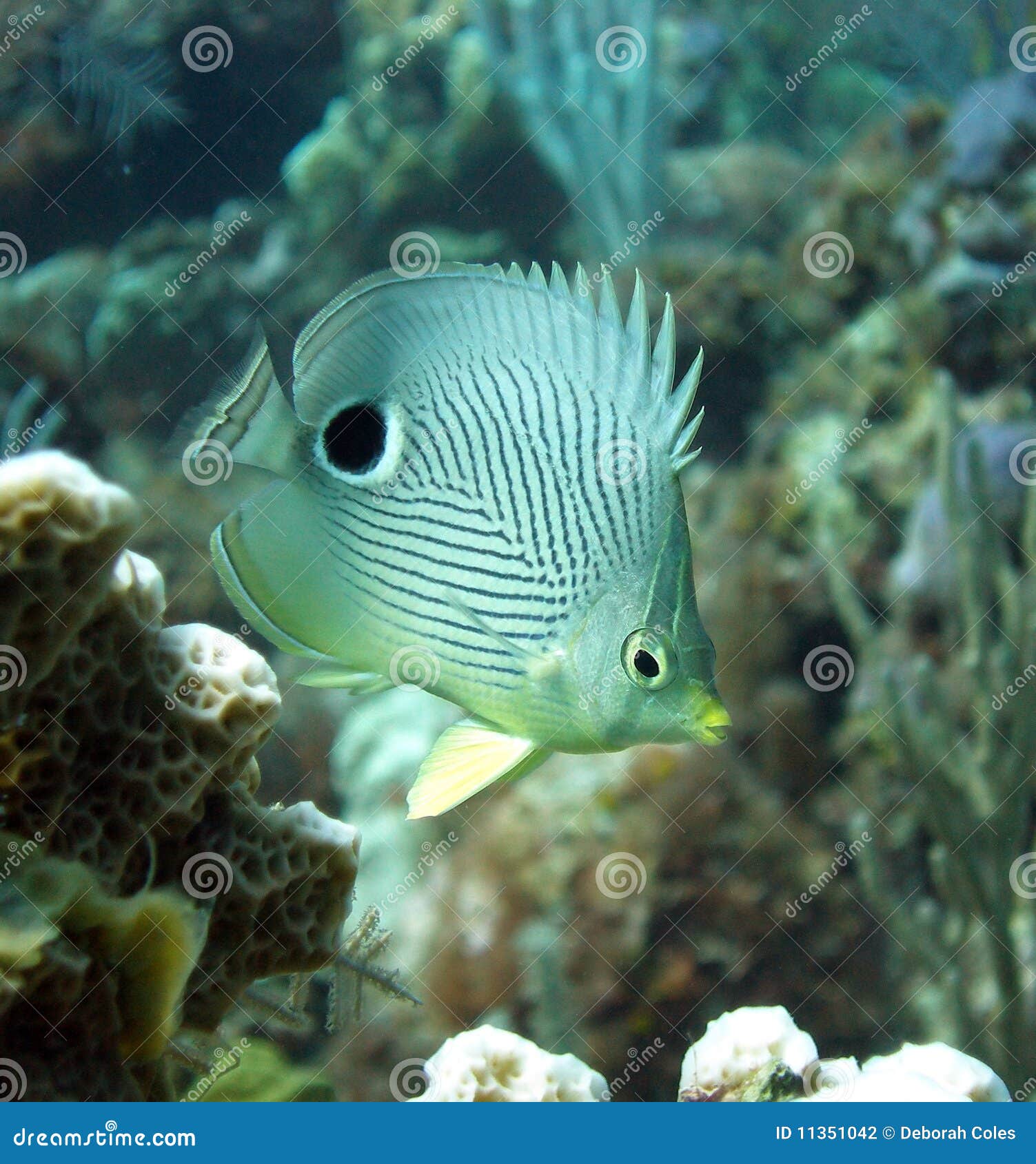 Butterfly Fish Auriga Referrer Aquarium Corals Reefs Camouflage Bright ...