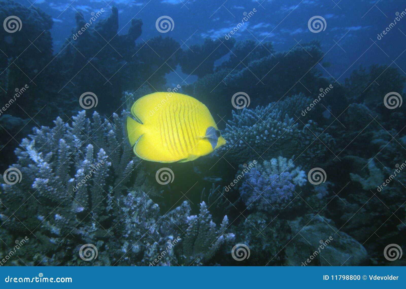 Butterfly fish stock photo. Image of fauna, diving, yellow - 11798800