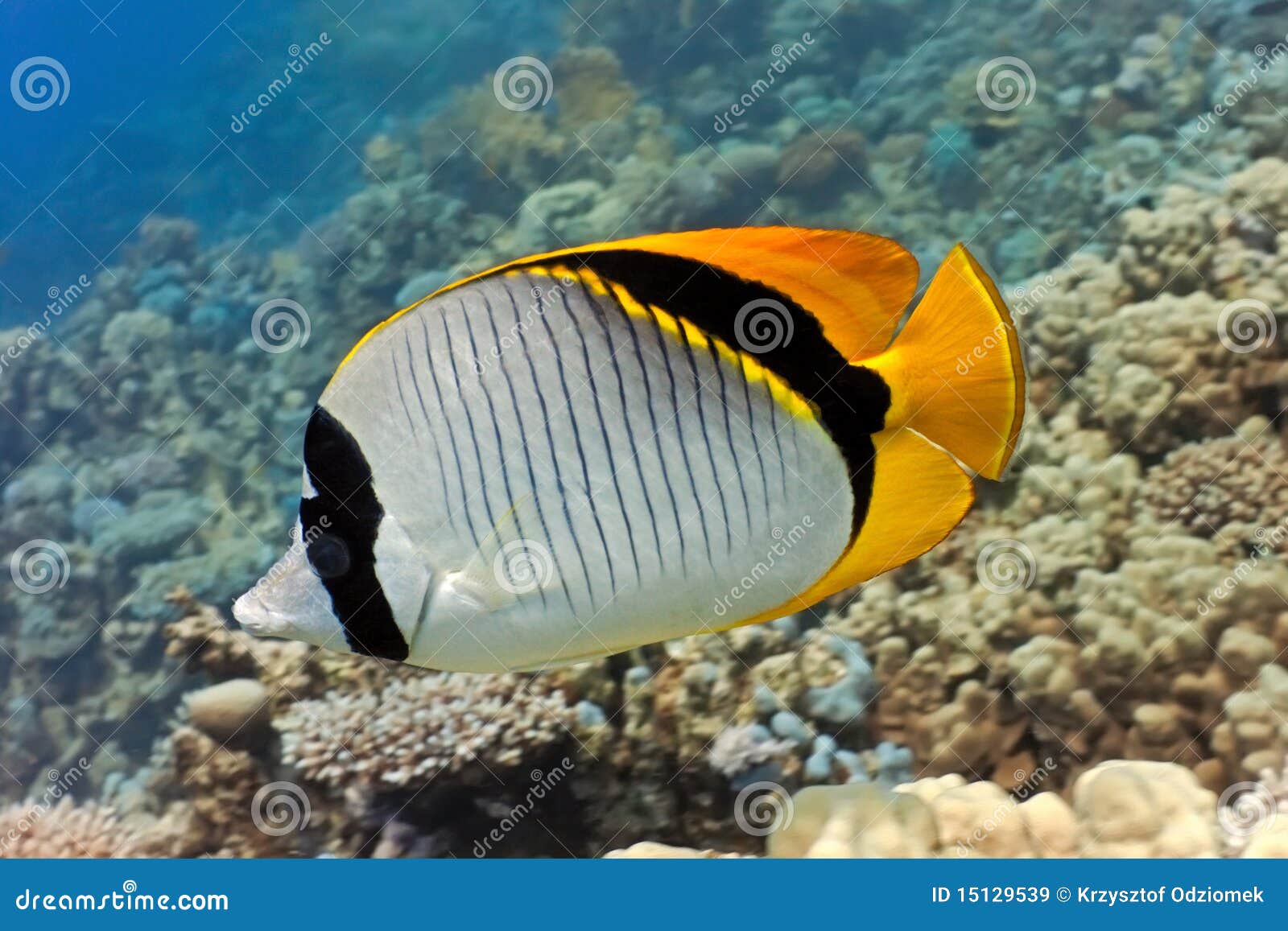 Butterfly fish stock image. Image of flora, hard, butterfly - 15129539