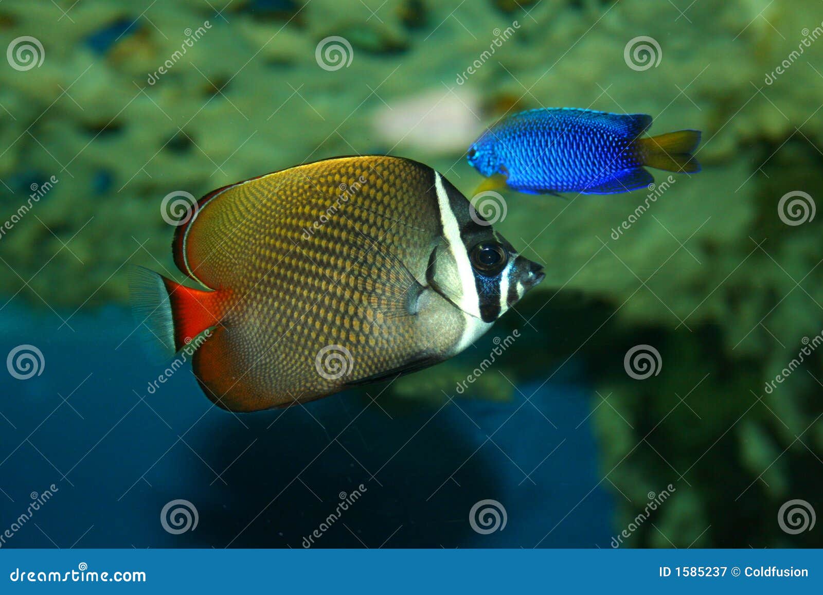 Butterfly Fish Auriga Referrer Aquarium Corals Reefs Camouflage Bright ...