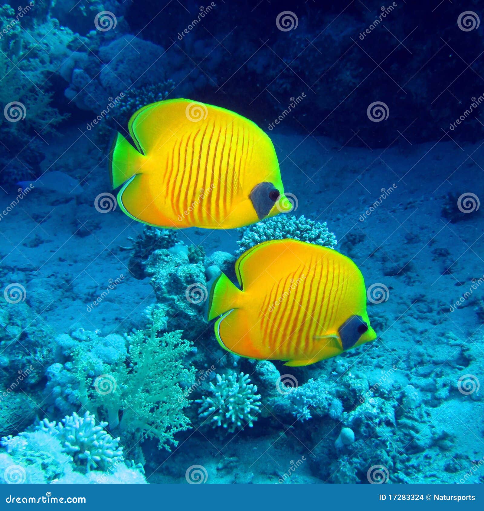 Fish Of The Red Sea. Butterfly Cod Red Sea Lionfish Stock Photo ...
