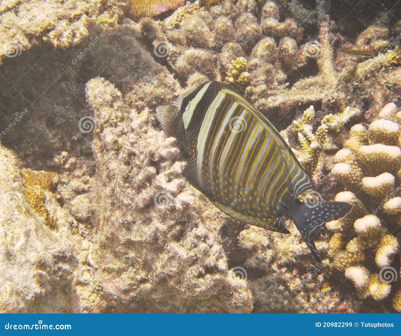 Butterfly fish stock image. Image of fiji, bahamas, butterflyfish ...