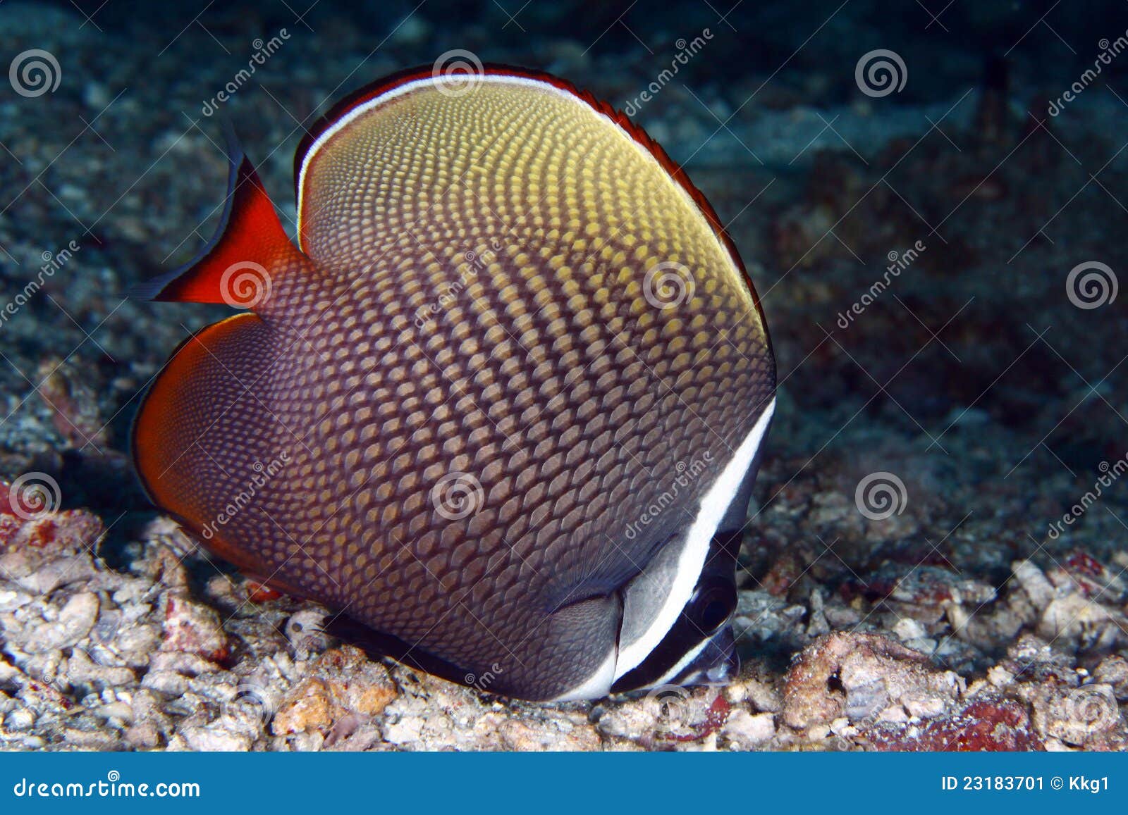 Butterfly fish stock image. Image of andaman, anemonefish - 23183701