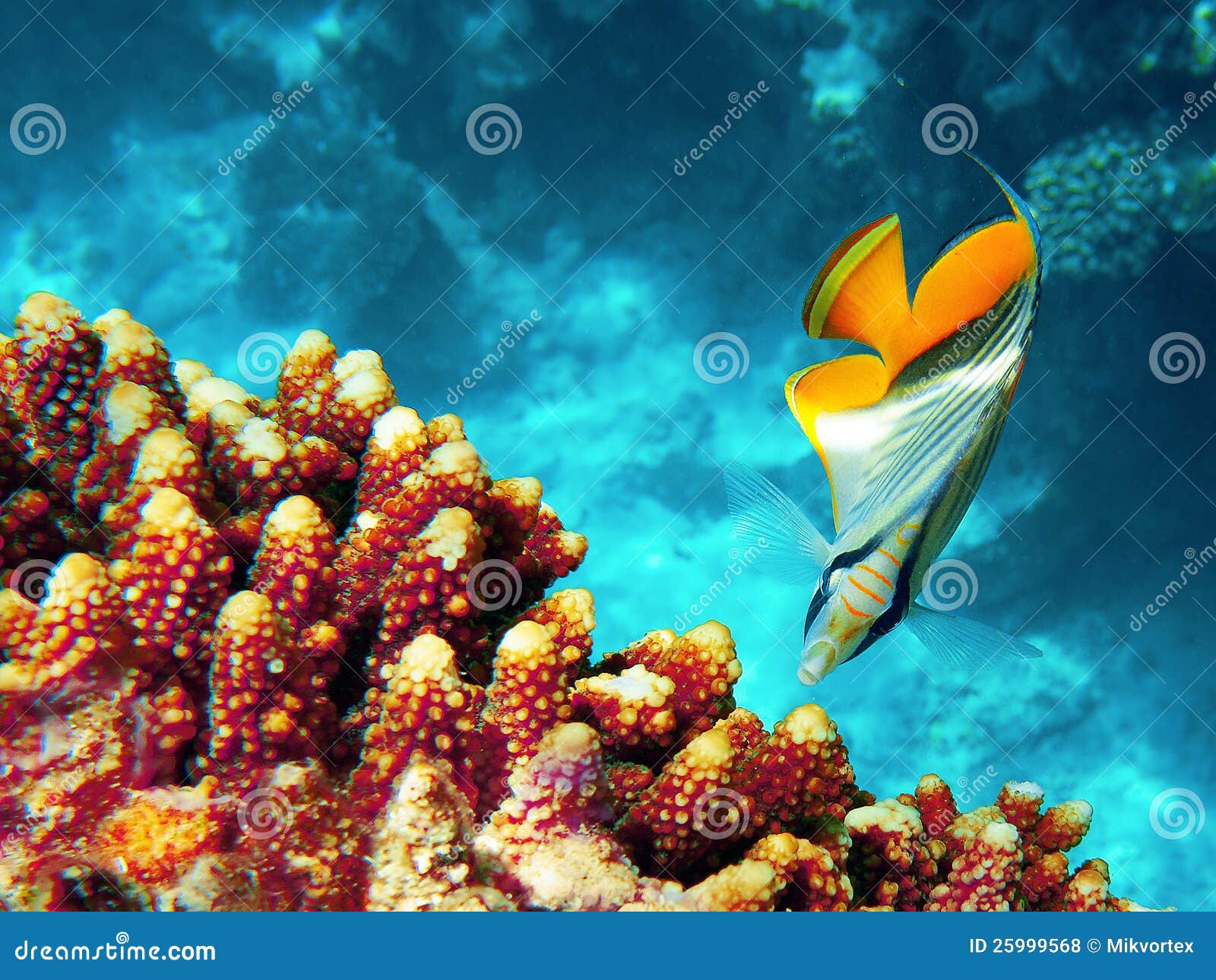 Butterfly fish stock photo. Image of coral, tropical - 25999568
