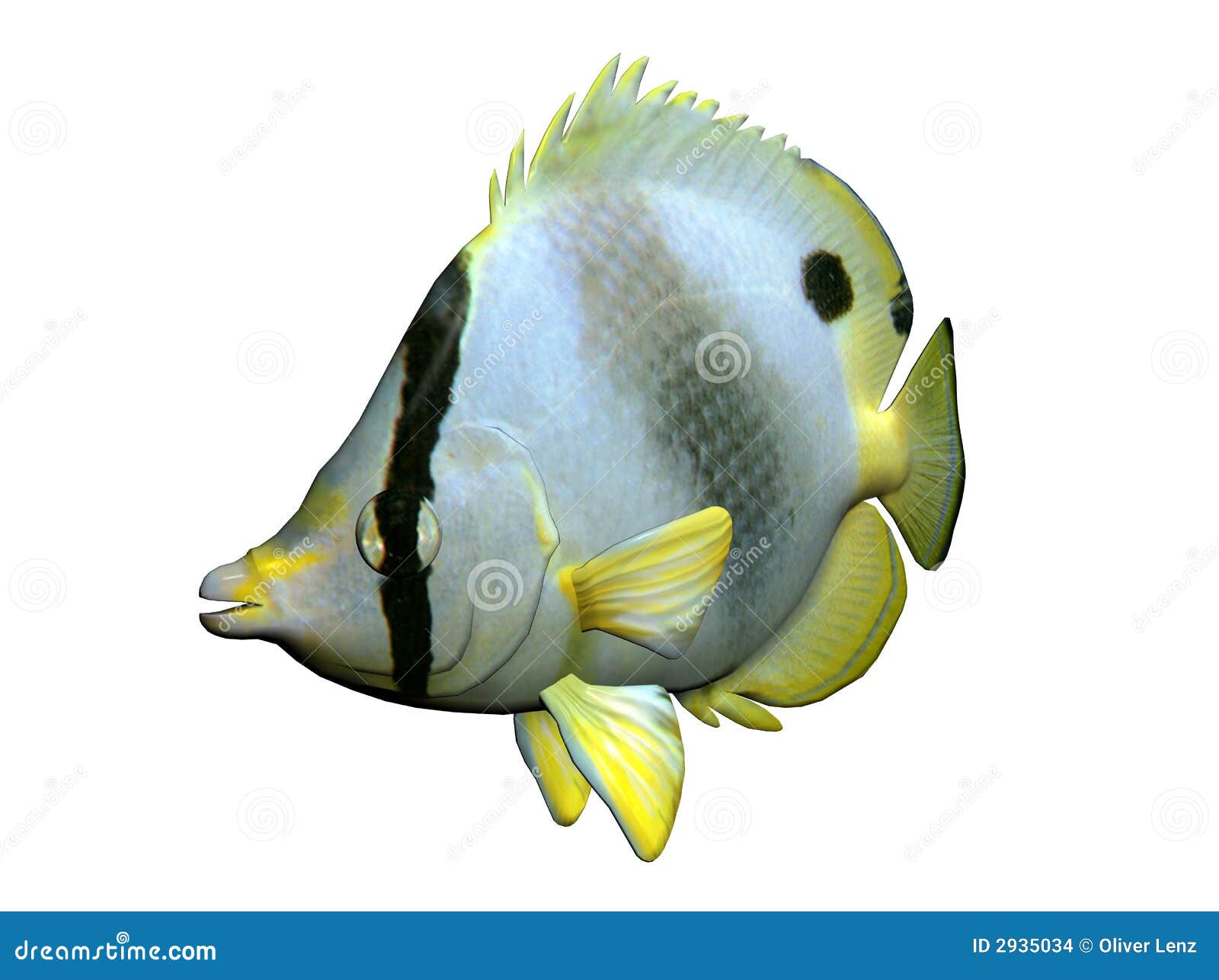 Butterfly Fish With Colored Fins And Body Vector | CartoonDealer.com ...