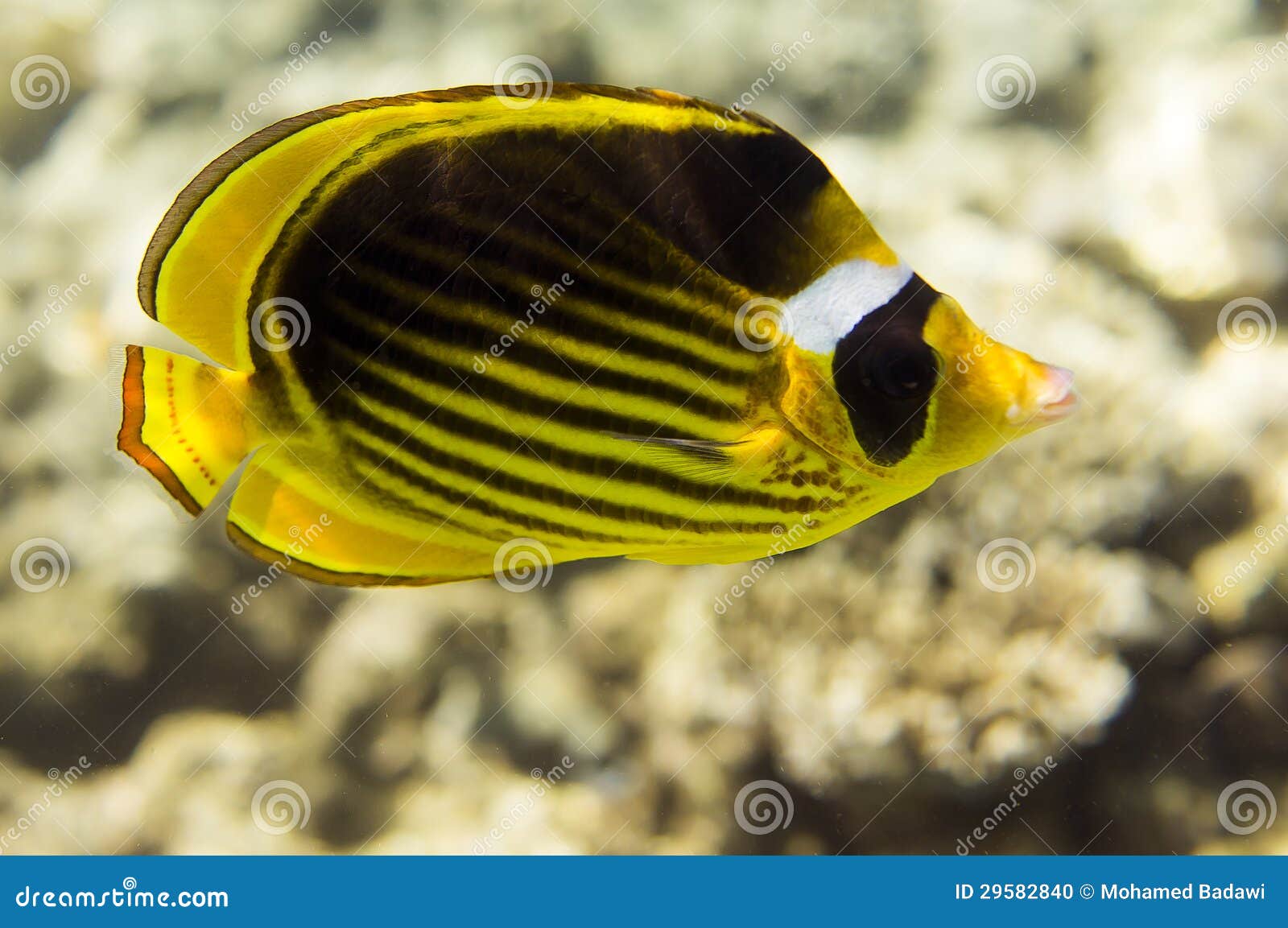 Butterfly fish stock photo. Image of thailand, islands - 29582840
