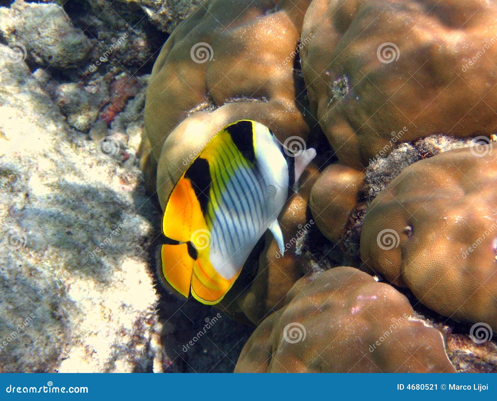 Butterfly fish stock image. Image of falcula, acquarius - 4680521