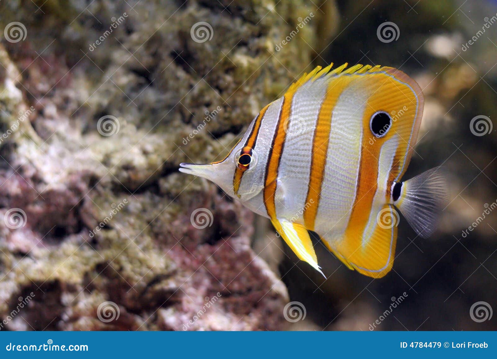 Butterfly Fish stock image. Image of swimming, tank, marine - 4784479