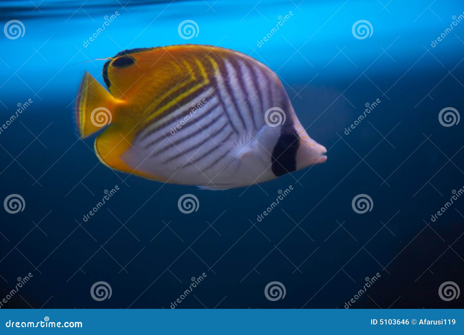 Butterfly fish. stock photo. Image of multi, deep, wildlife - 5103646