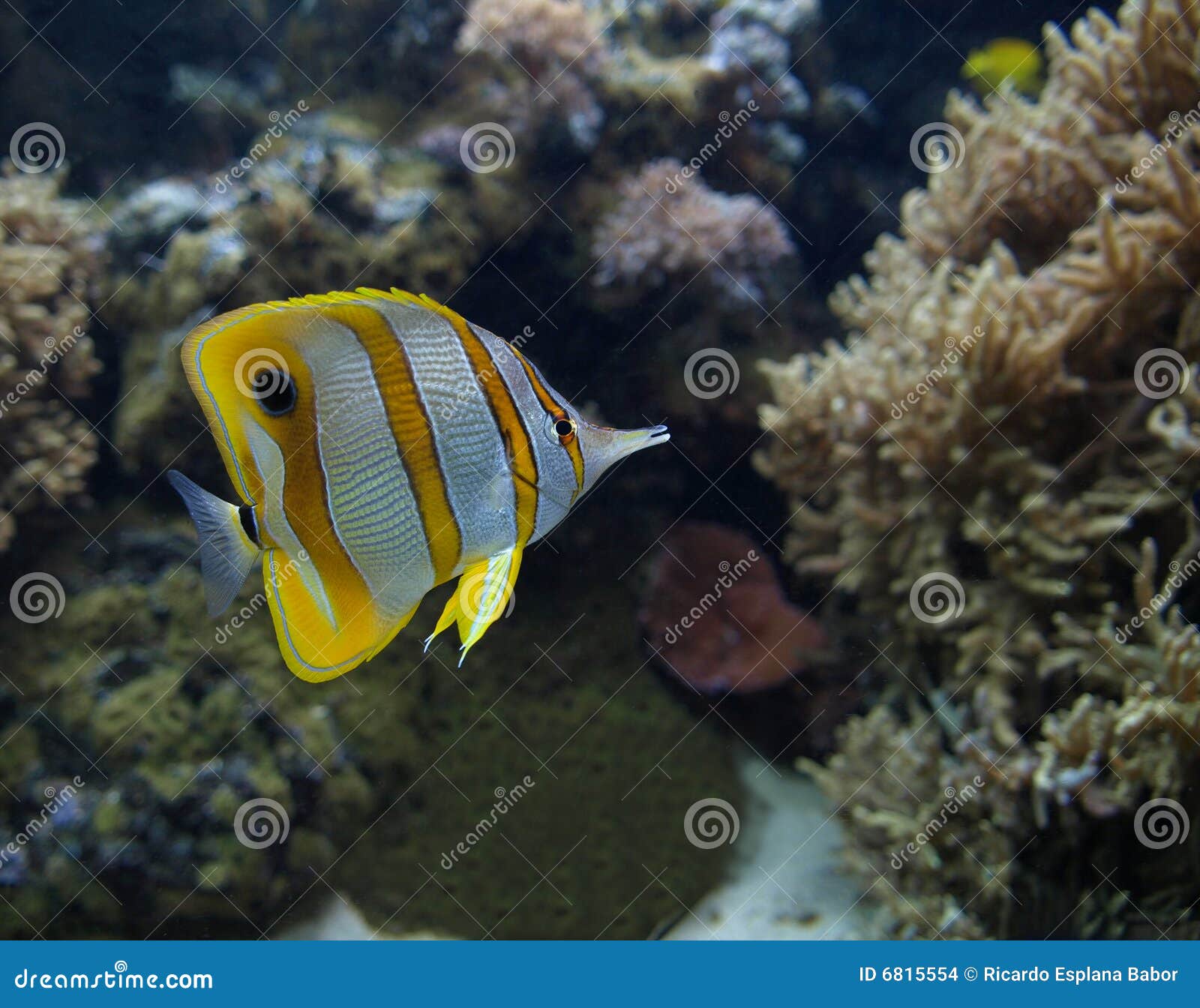 Butterfly fish stock photo. Image of underwater, yellow - 6815554
