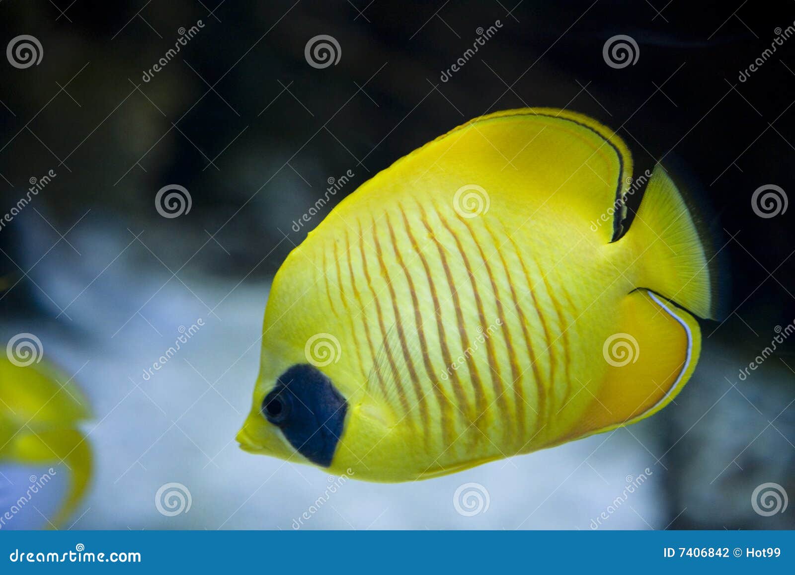 Butterfly-fish stock photo. Image of yellow, nature, animal - 7406842