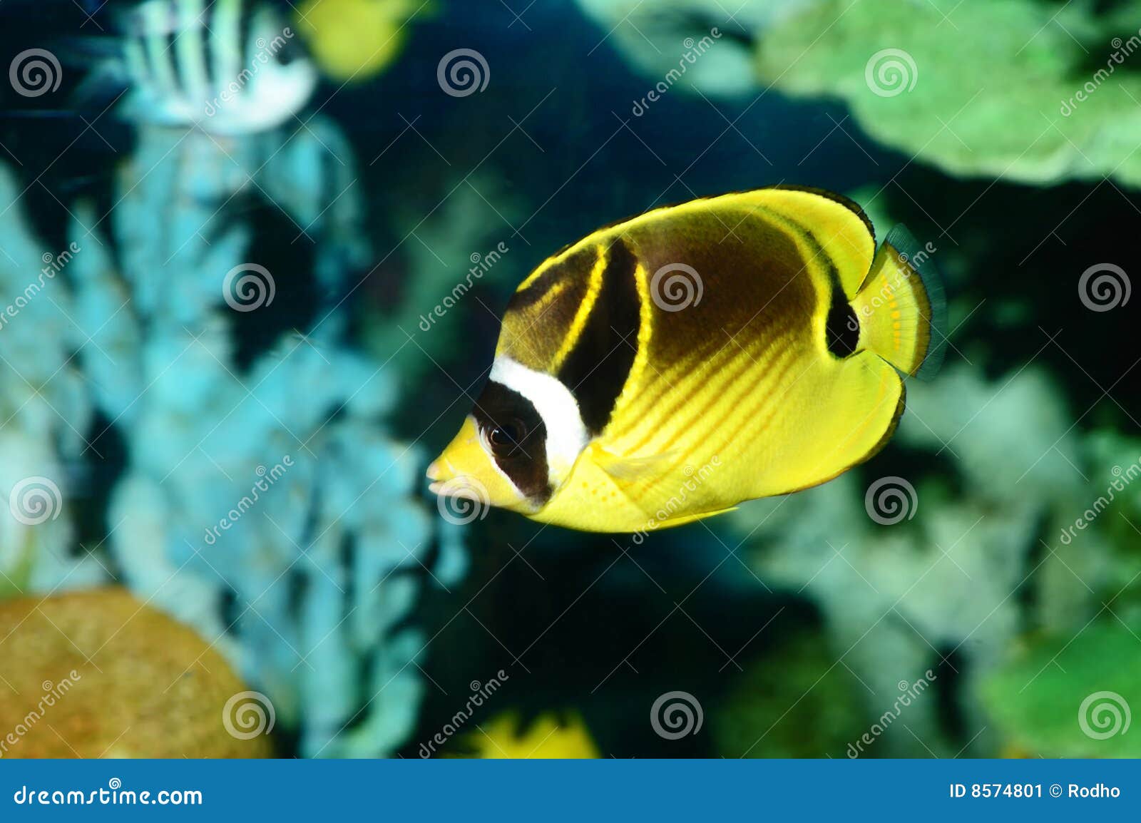 Butterfly fish stock image. Image of black, blue, butterflyfish - 8574801