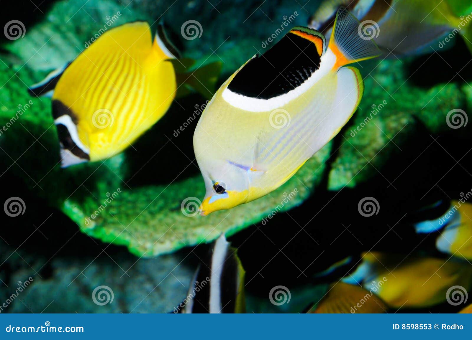 Butterfly fish stock image. Image of tank, marine, beauty - 8598553