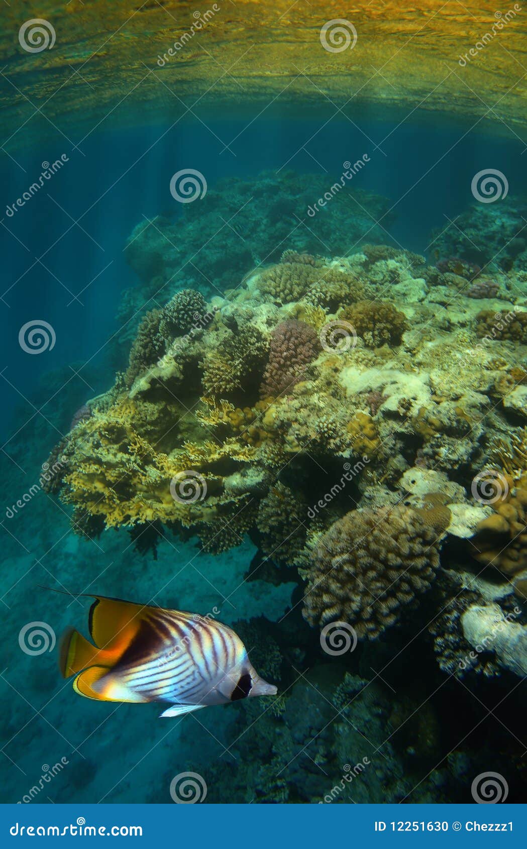 Butterfly Fish and Coral Reef Stock Photo - Image of underwater, marine ...