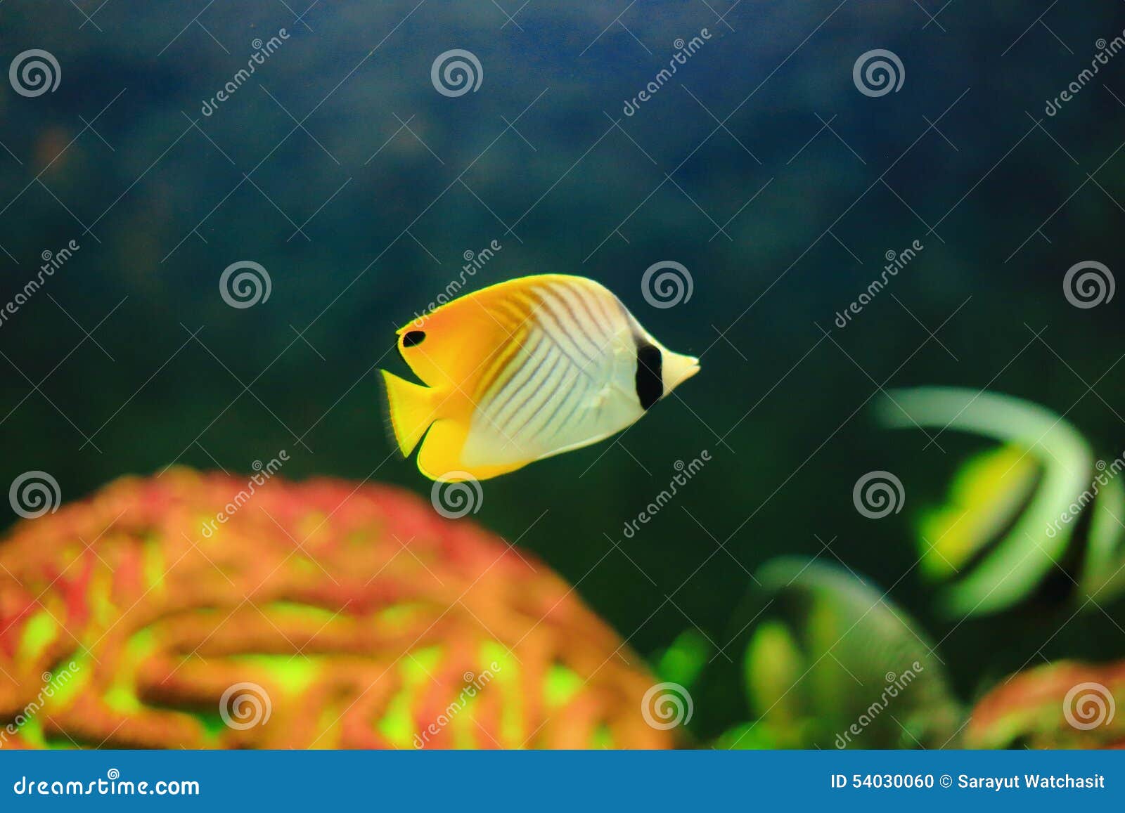Butterfly fish stock photo. Image of reef, fauna, seafood - 54030060