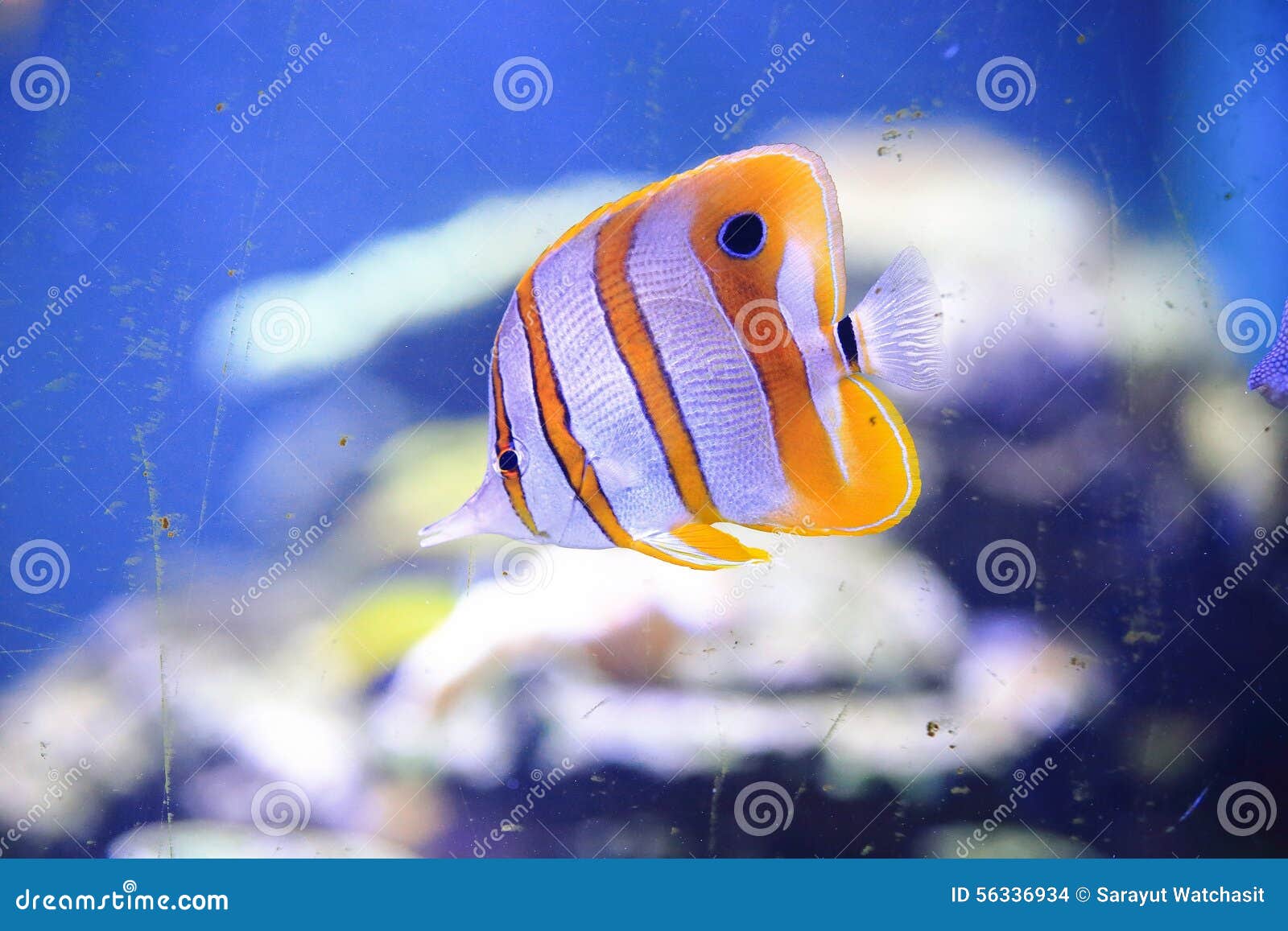Butterfly fish stock photo. Image of reef, fish, butterfly - 56336934