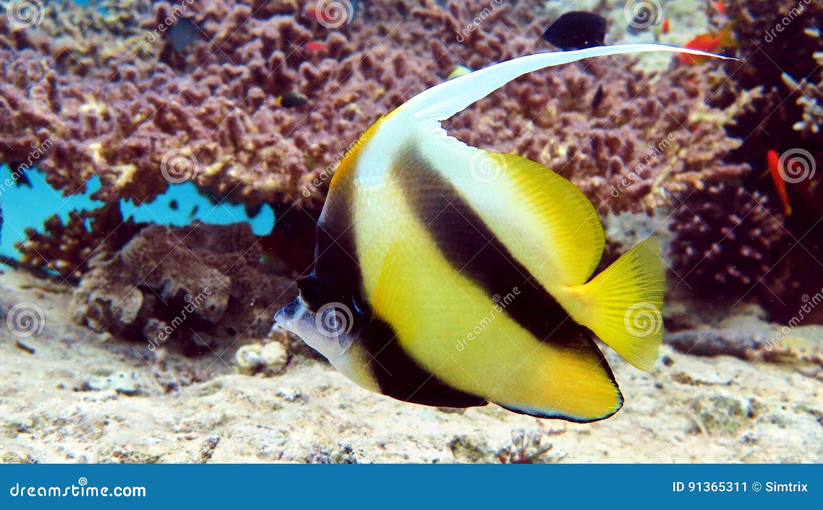 Butterfly fish in Red sea stock image. Image of marine - 91365311