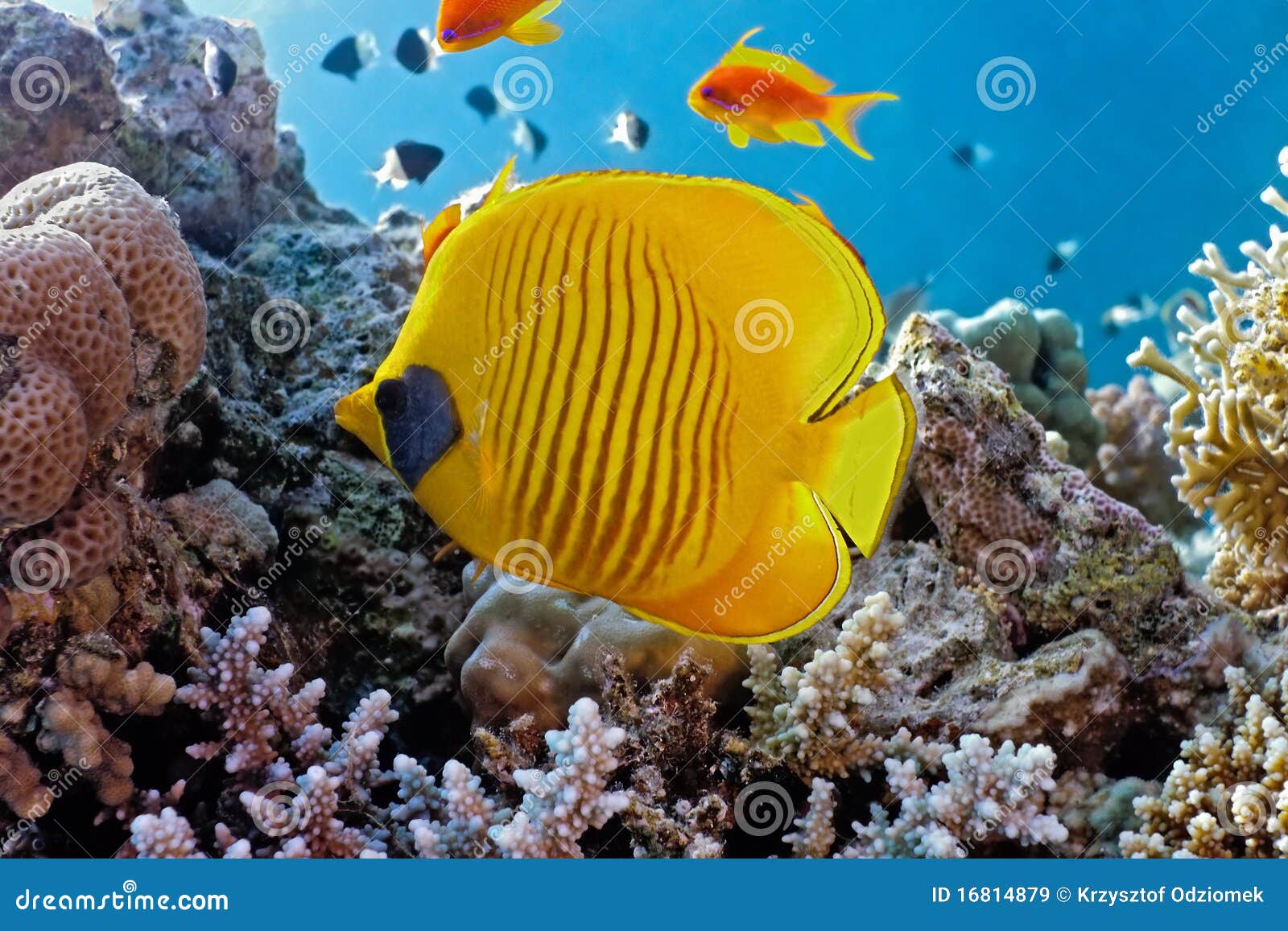 Butterfly fish on the reef stock image. Image of colorful - 16814879