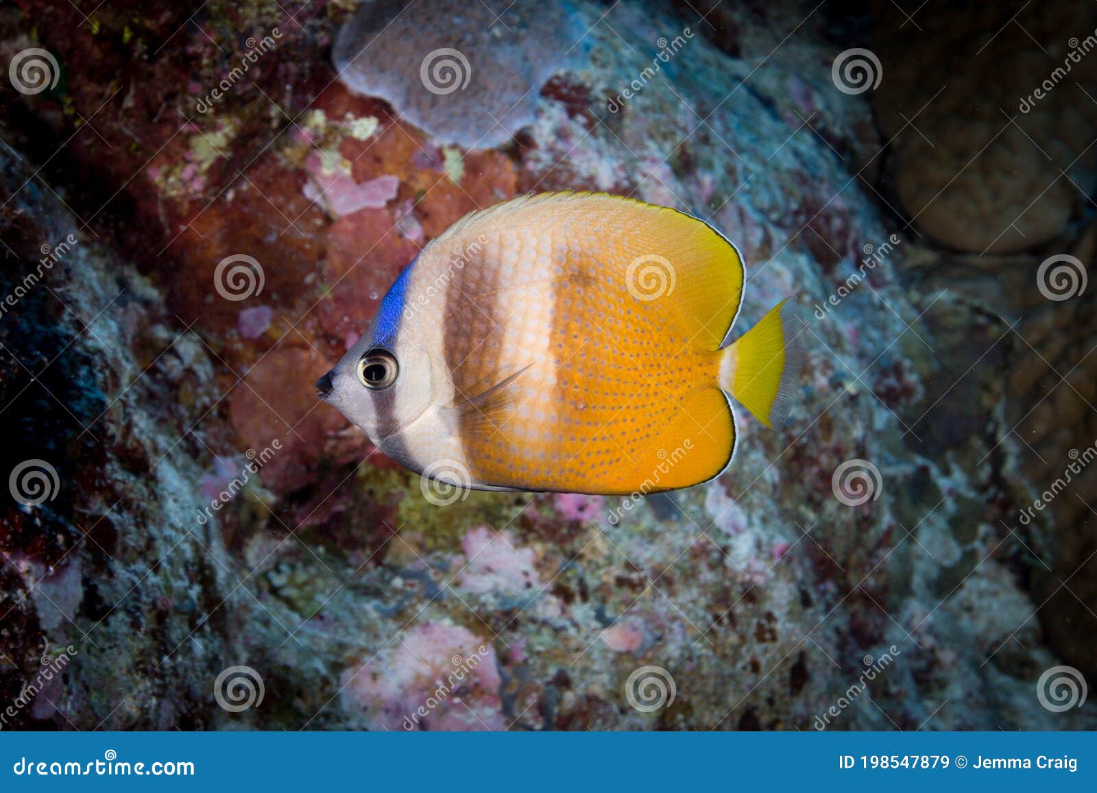 A Butterfly Fish on the Reef Stock Image - Image of divers, climate ...