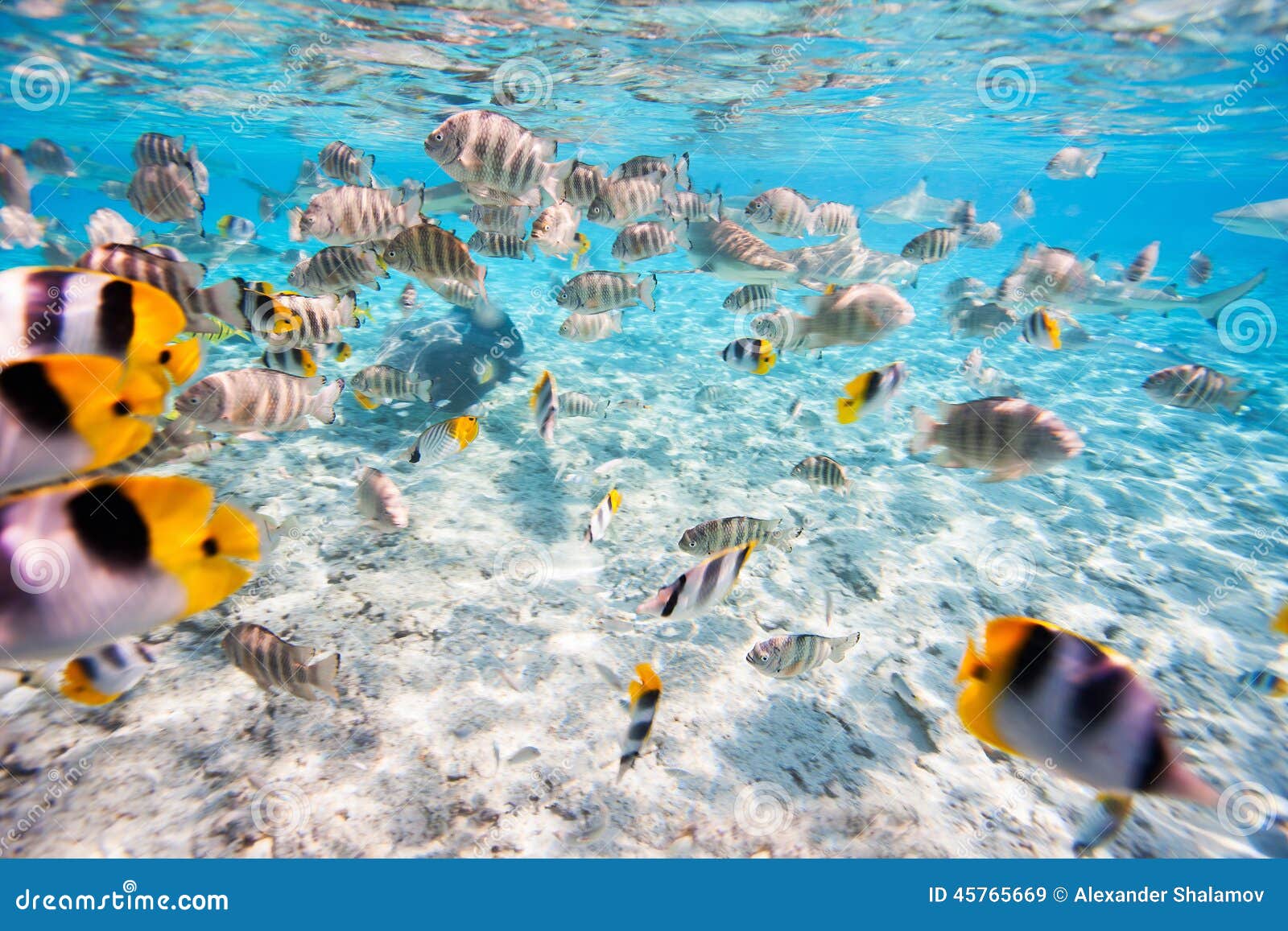 Butterfly fish stock image. Image of underwater, bora - 45765669