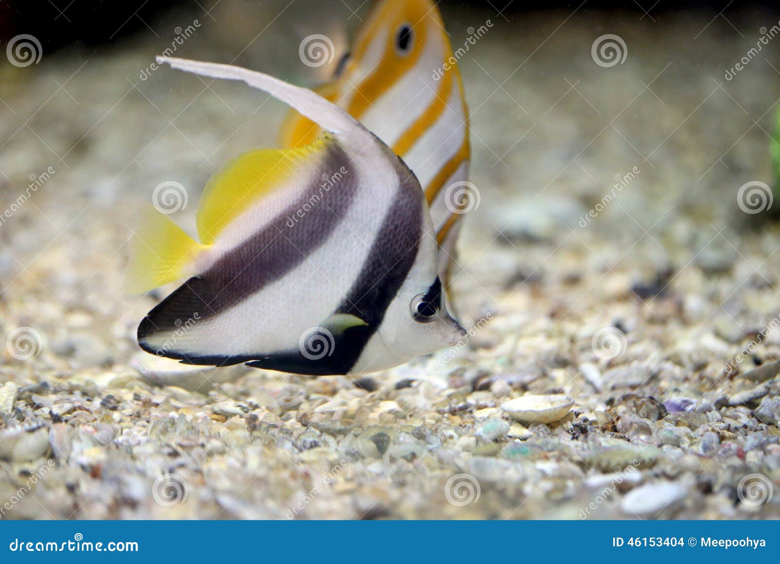 Butterfly Fish in Sea Coral Reef Area. Stock Photo - Image of rostratus ...