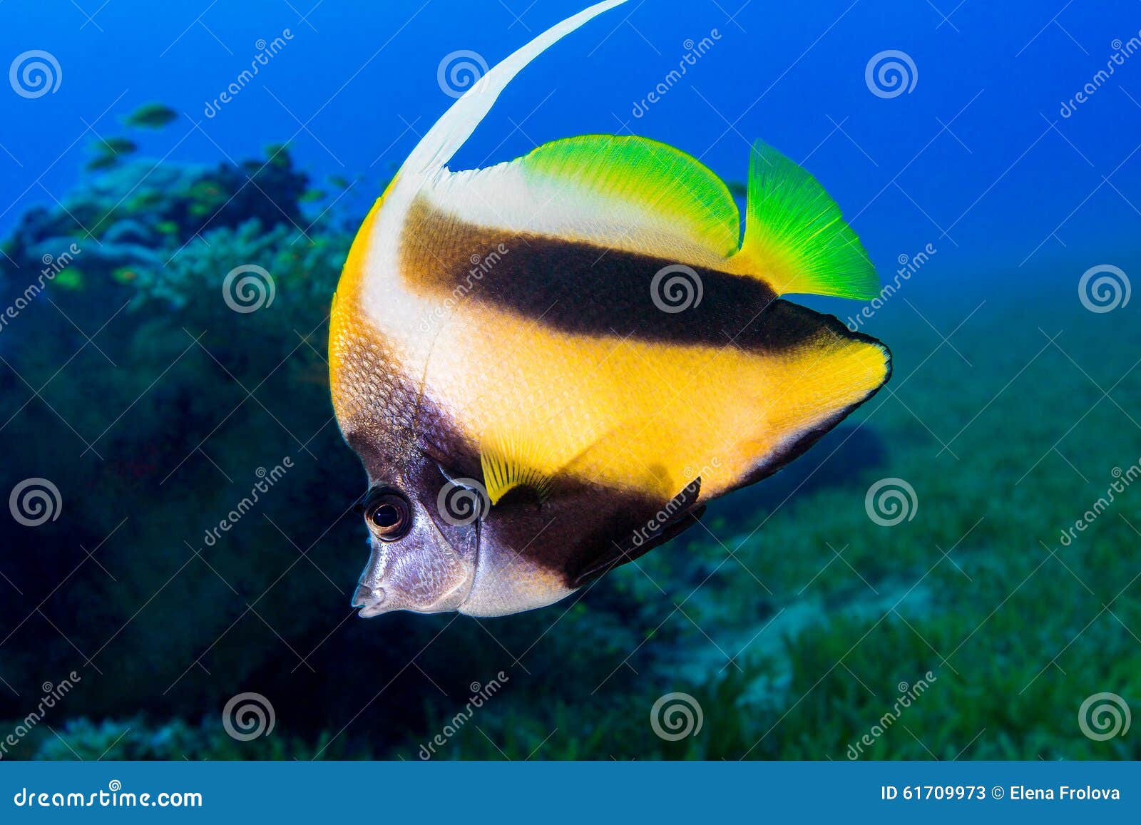 Butterfly Fish Swims among the Corals. Underwater Photo. Stock Image ...