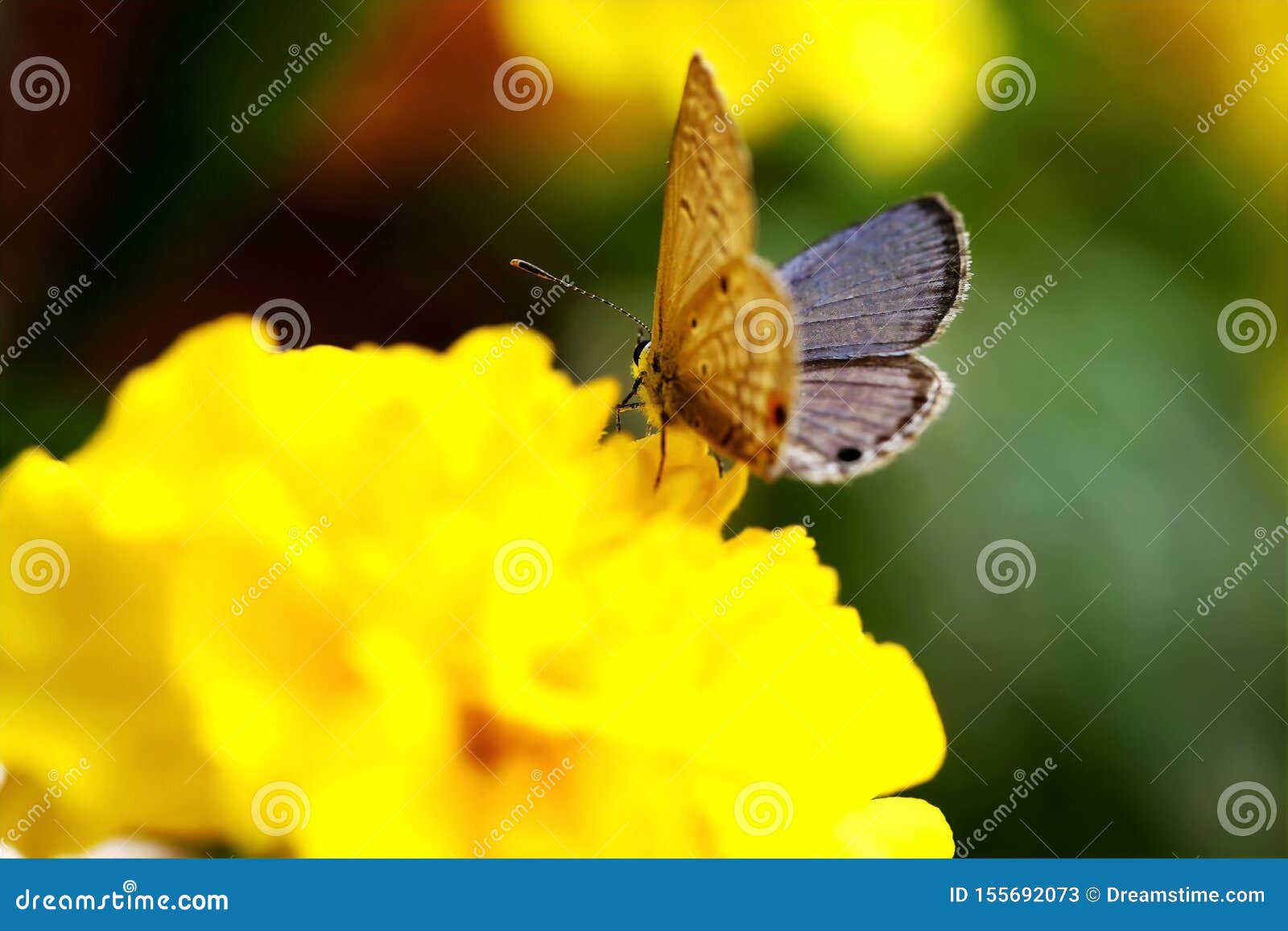 Butterfly and flow stock image. Image of natural, wings - 155692073