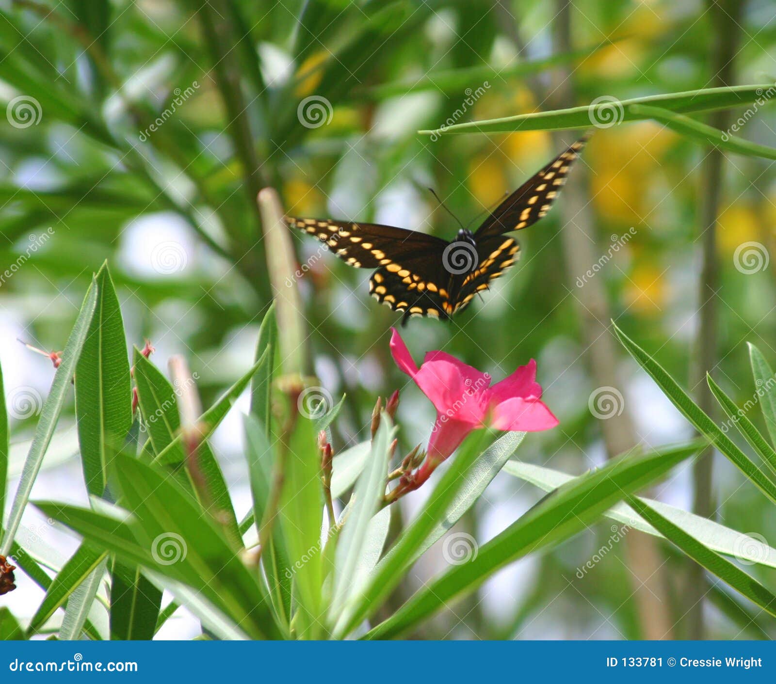 Butterfly in flight stock image. Image of flower, yellow - 133781