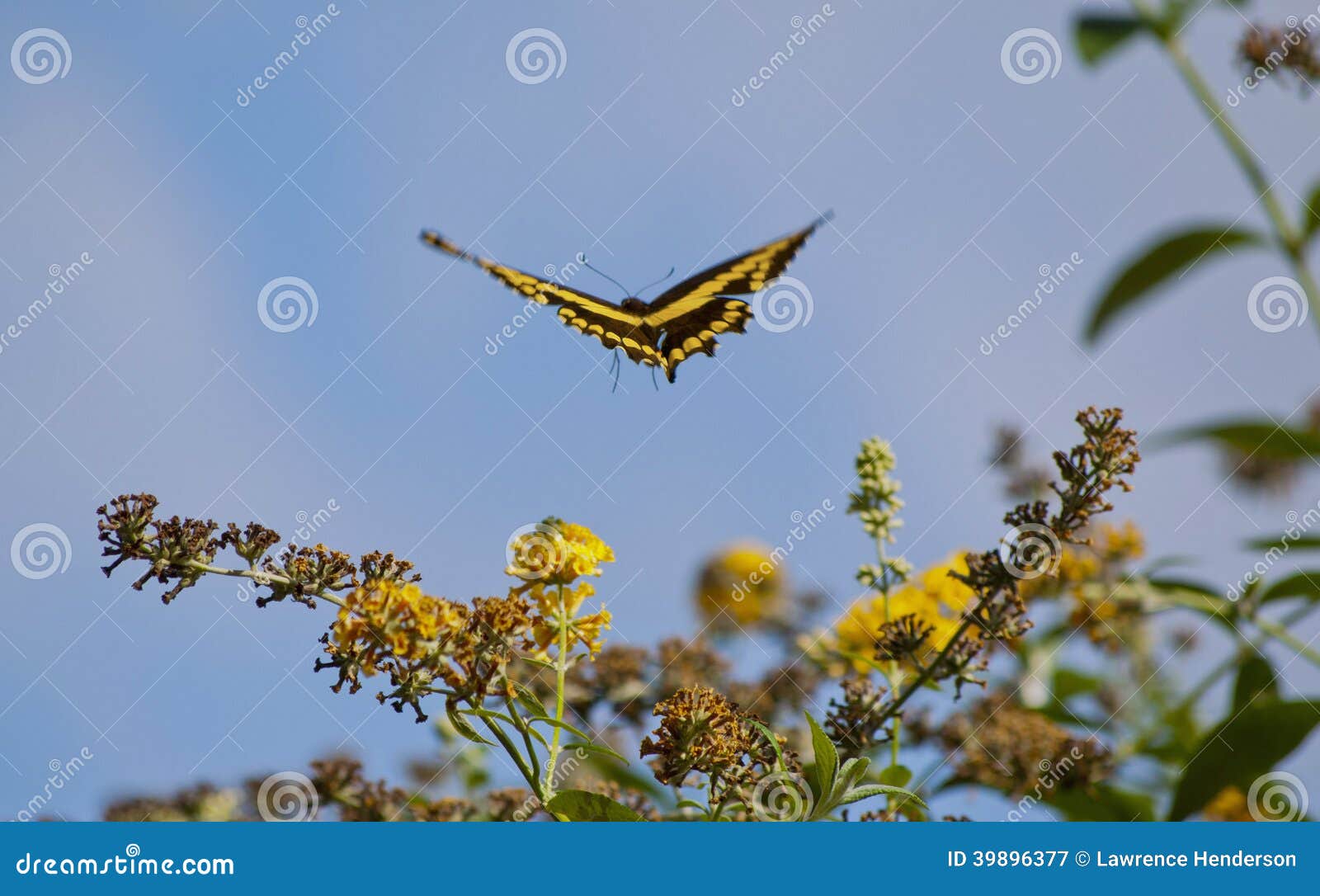 Butterfly in flight stock image. Image of black, caterpillar - 39896377
