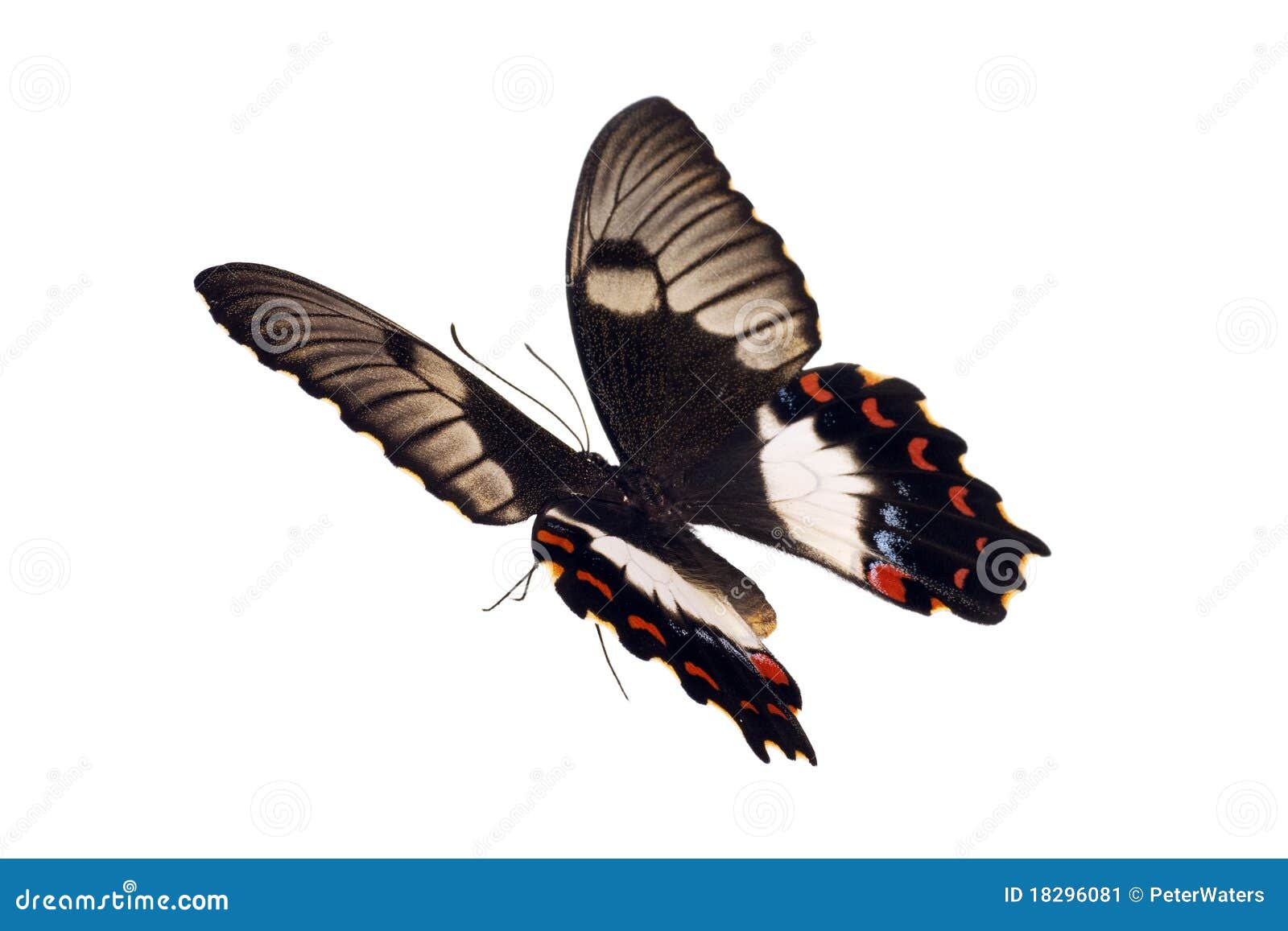 Butterfly in Flight, Orchard Swallowtail Stock Image - Image of antenna ...